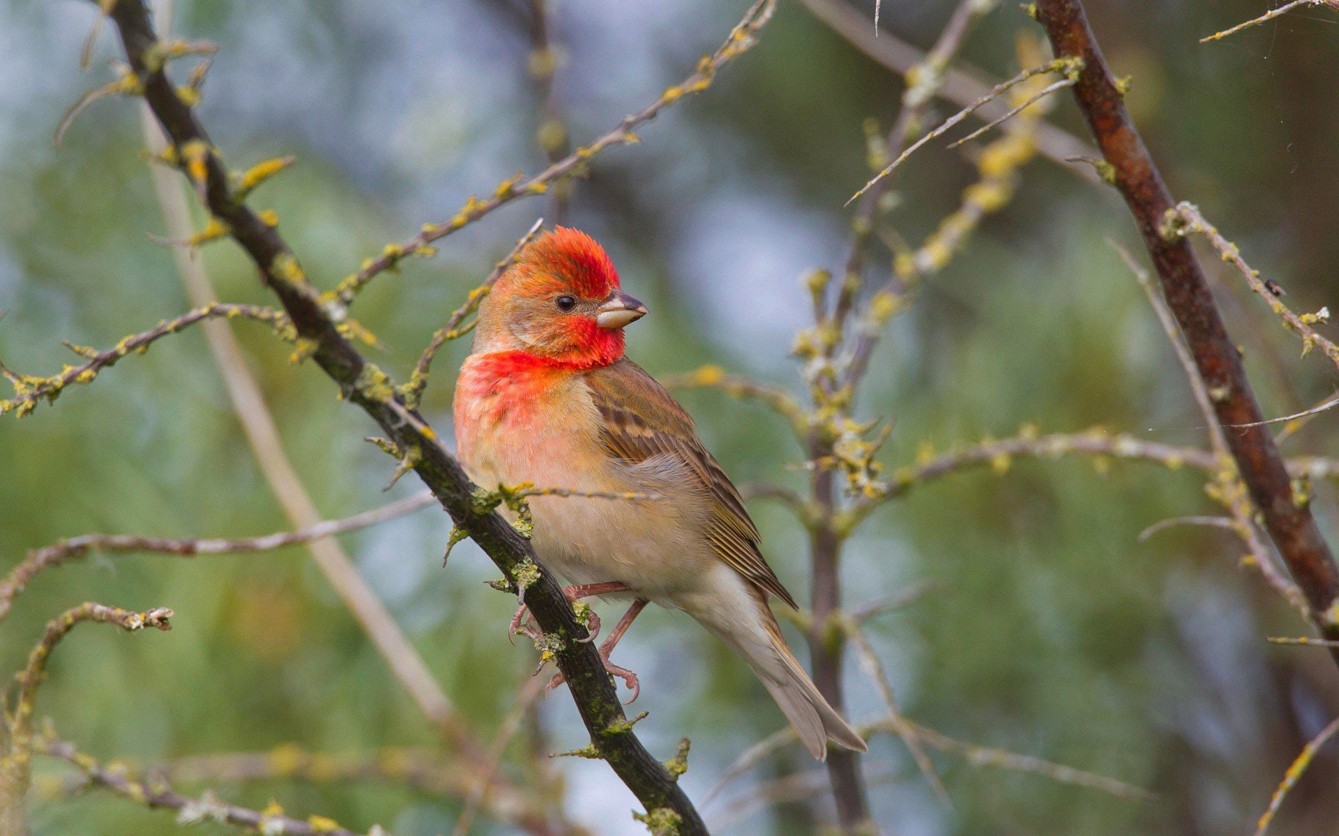 Download Passerine Branch Rosefinch Bird Animal Finch HD Wallpaper