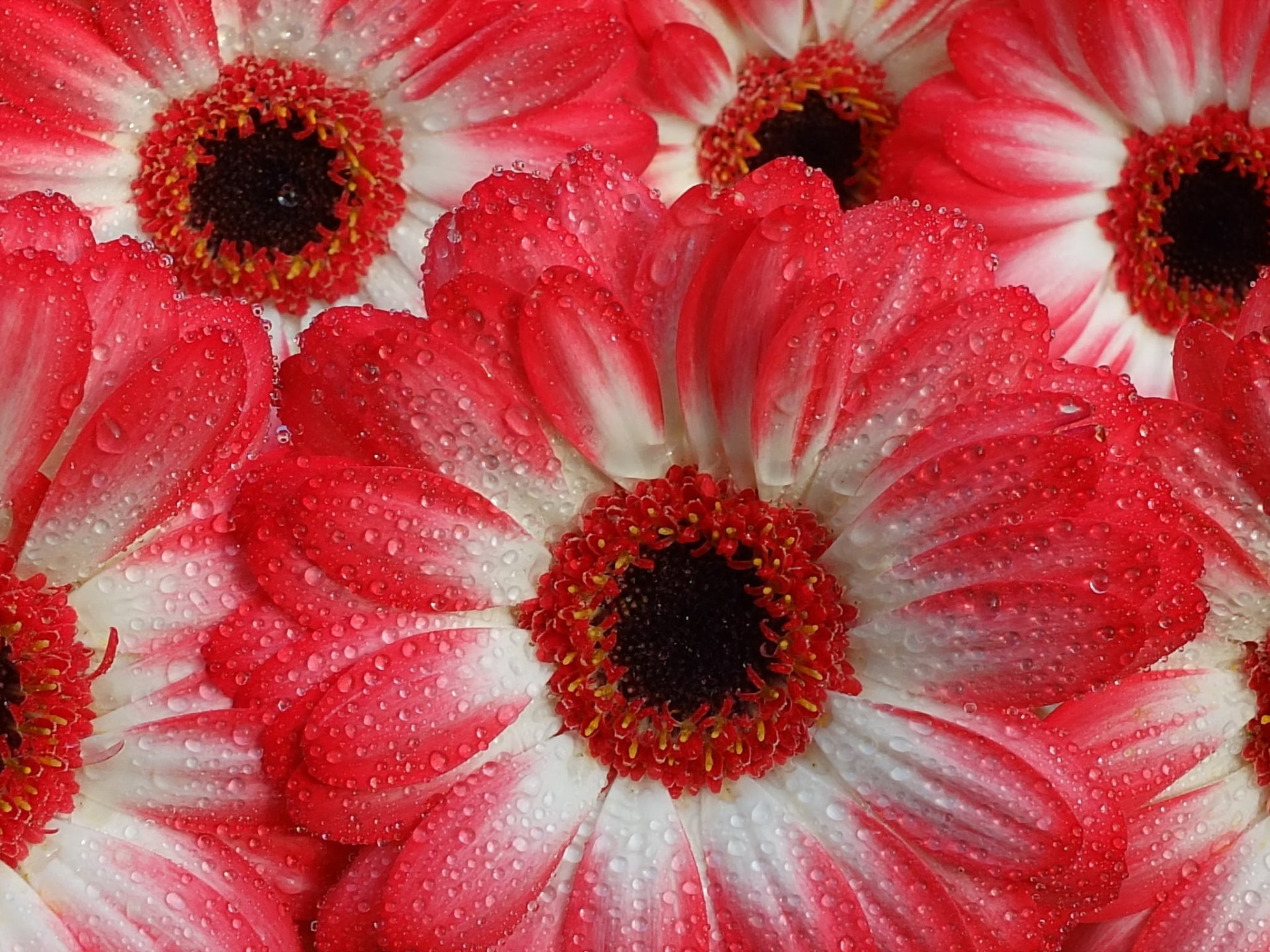 Gerbera HD Wallpaper