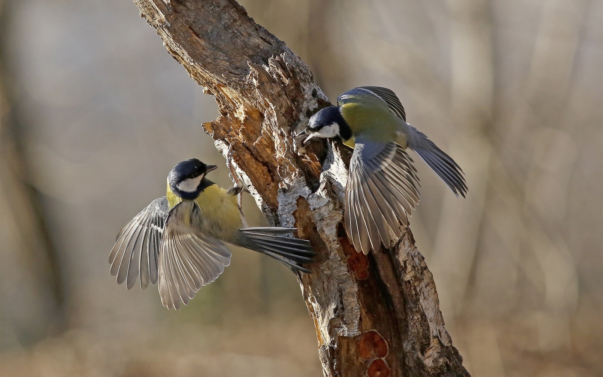 Titmouse Duet — HD Woodland Animal Wallpaper