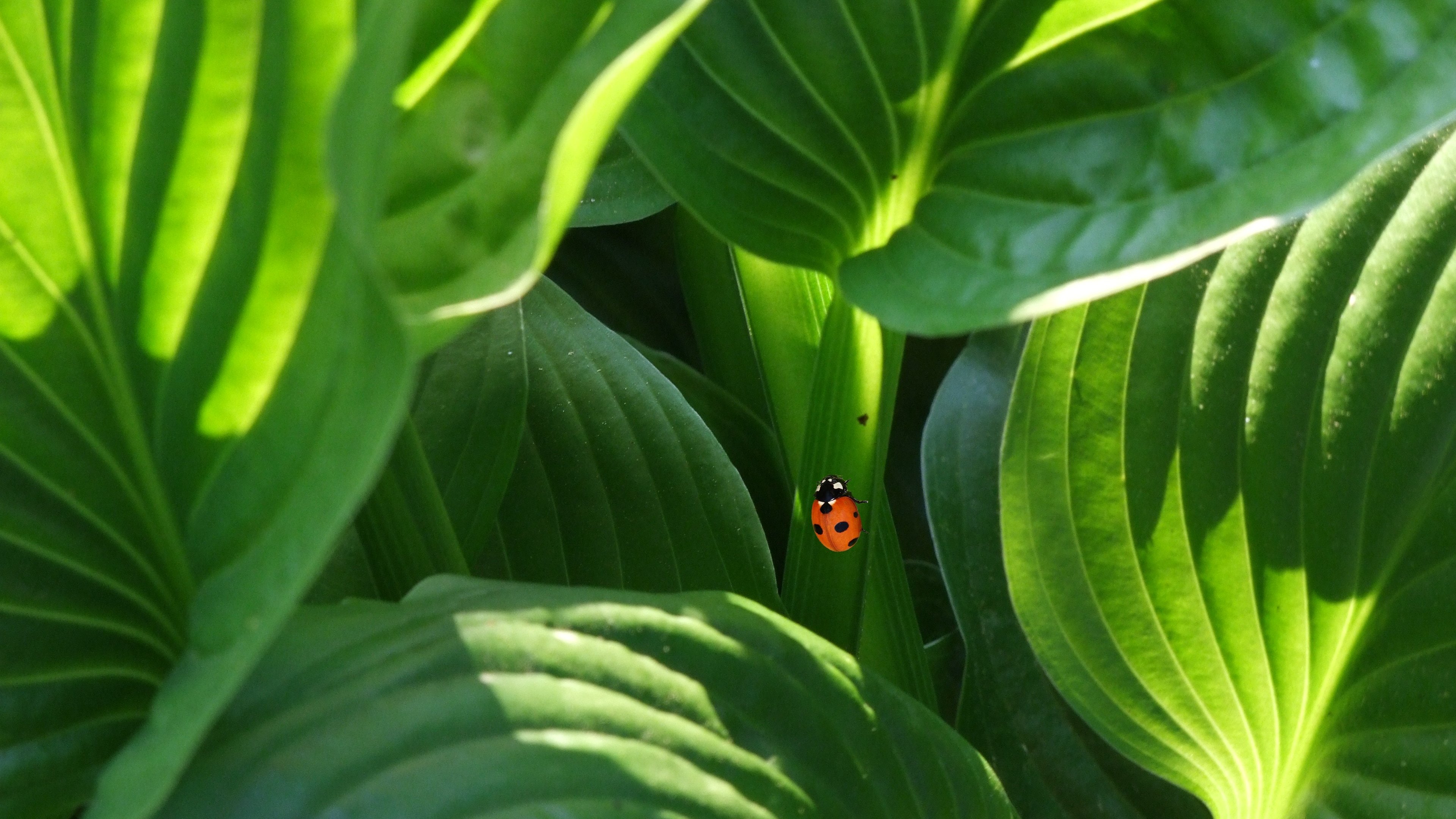 Download Leaf Green Plant Animal Ladybug 4k Ultra HD Wallpaper