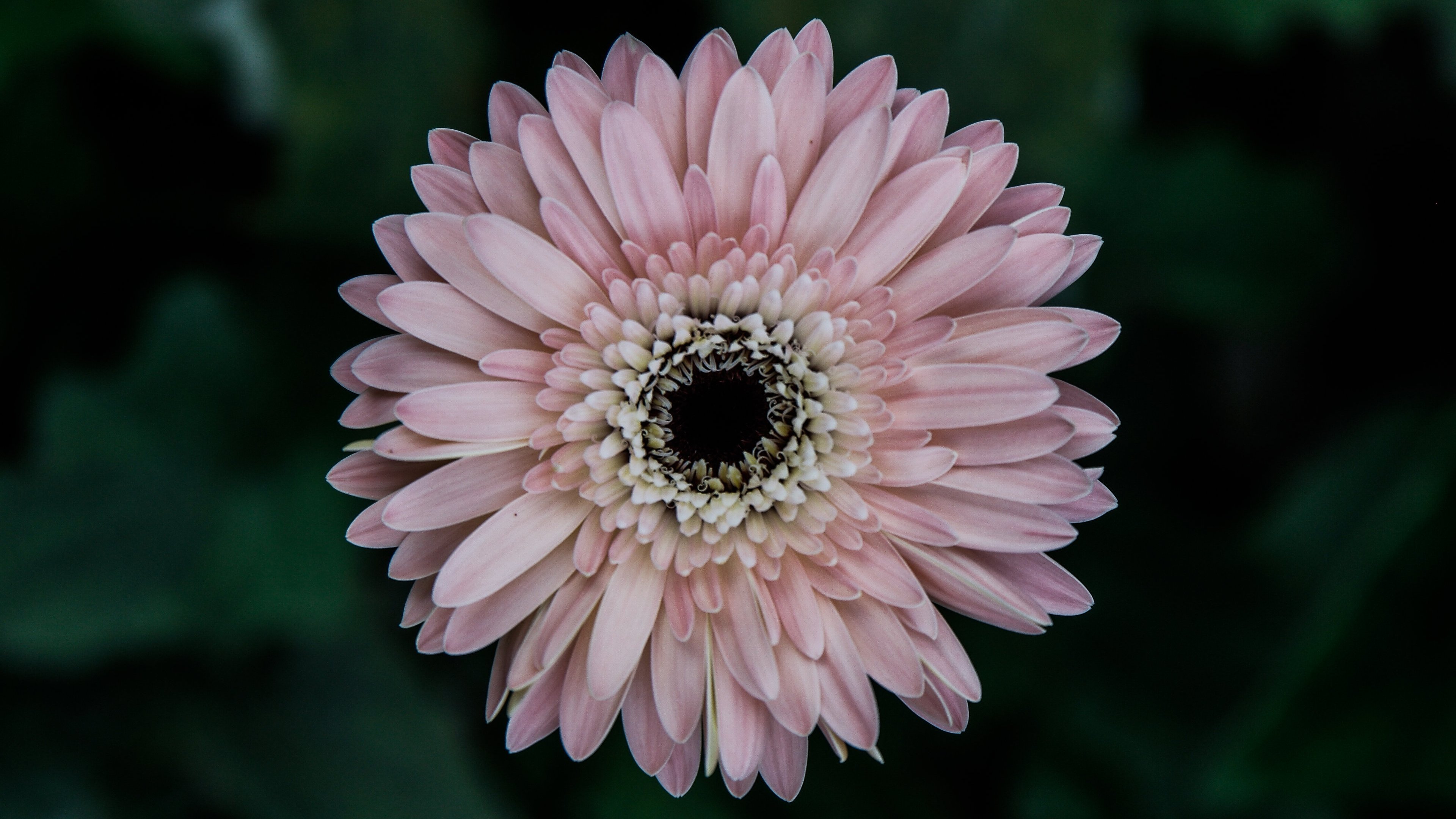Download Pink Flower Flower Nature Gerbera 4k Ultra HD Wallpaper