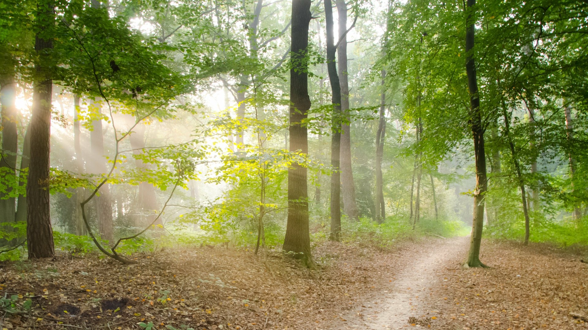 Sunlit Forest Path - Stunning 4K Ultra HD Nature Wallpaper