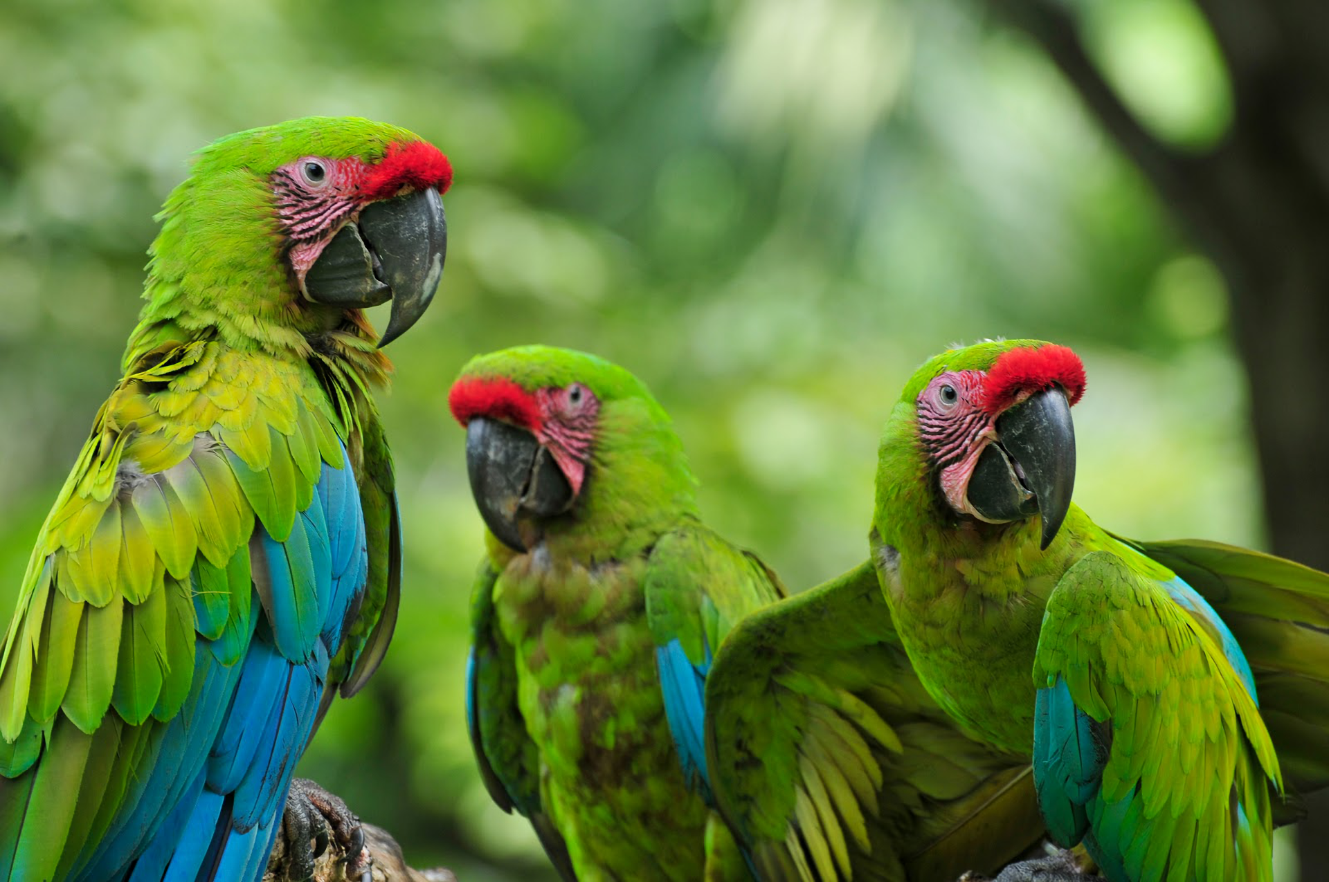 Emerald Trio: Military Macaws — HD Wallpaper