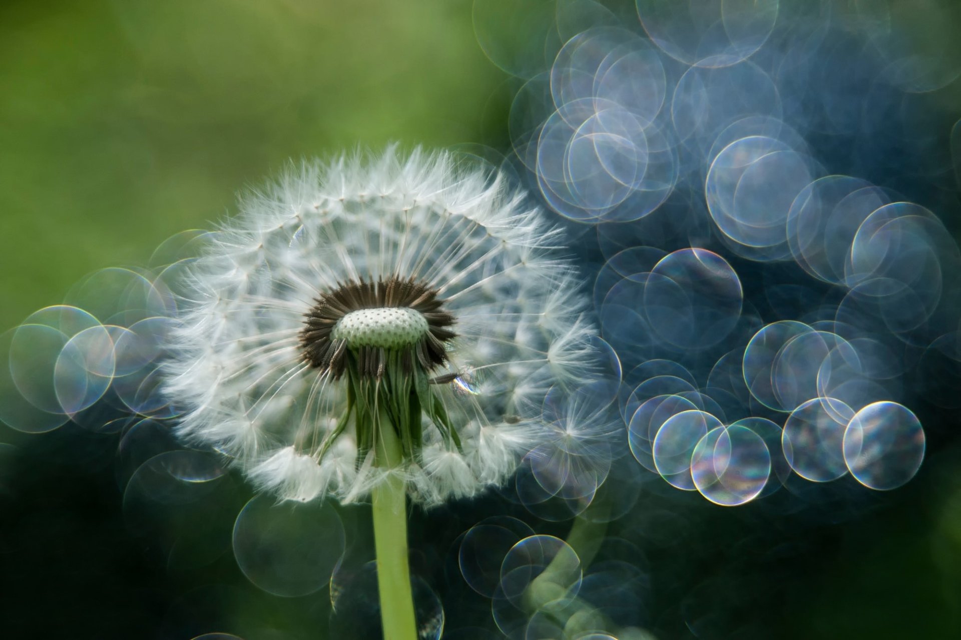 Dandelion Bing Desktop Wallpaper