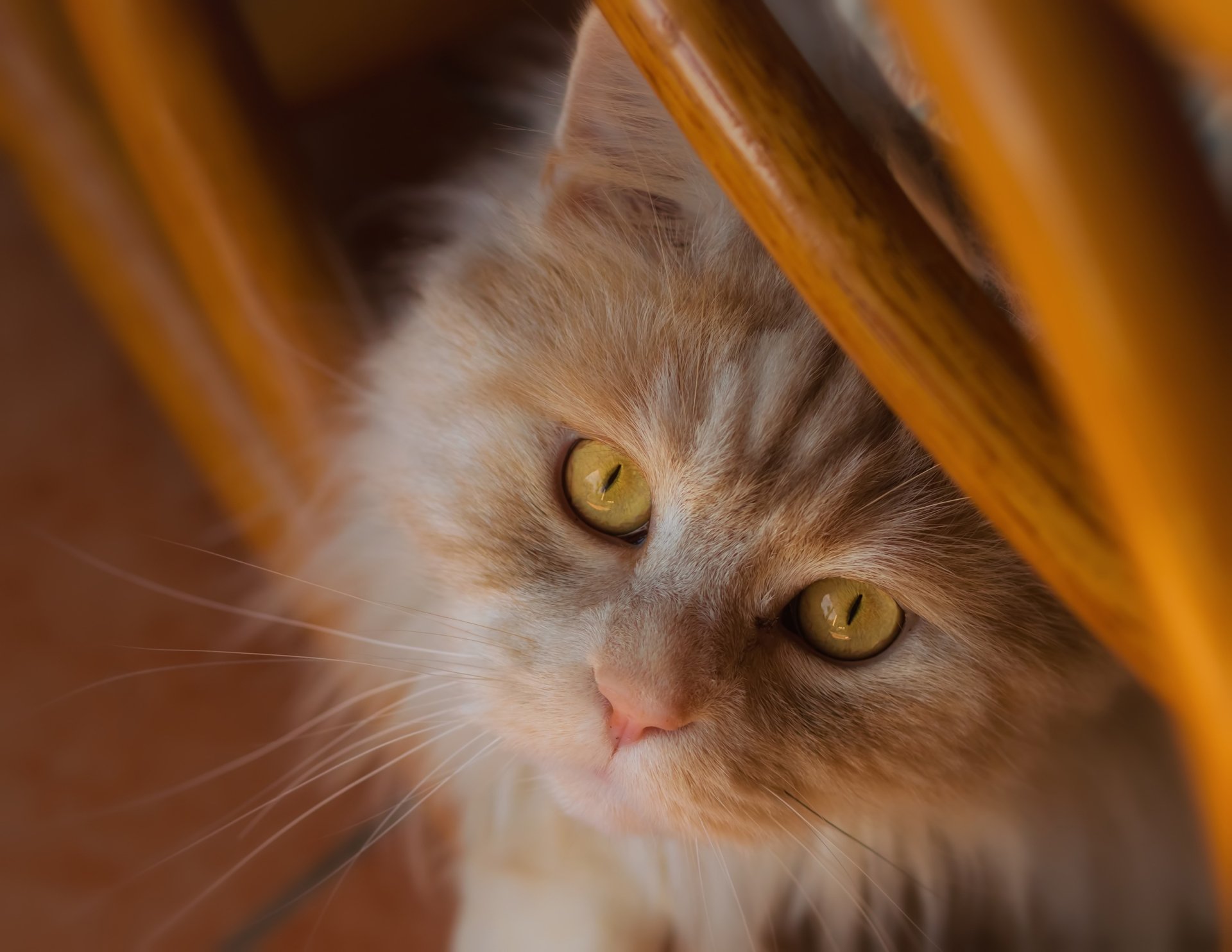 Download Stare Animal Cat HD Wallpaper | 2480x1917 | Wallpaper Abyss