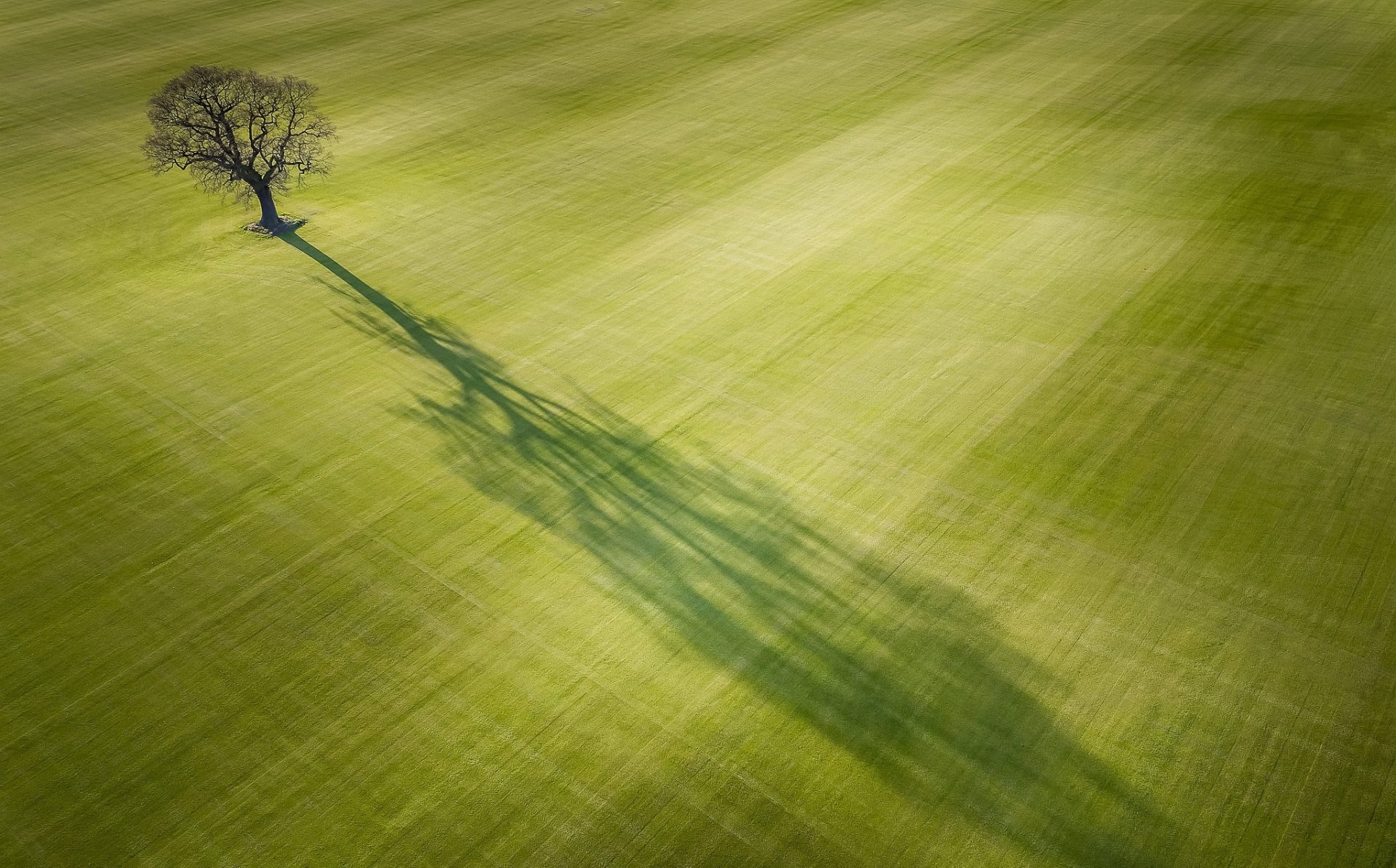 Download Shadow Lonely Tree Grass Aerial Nature Tree HD Wallpaper