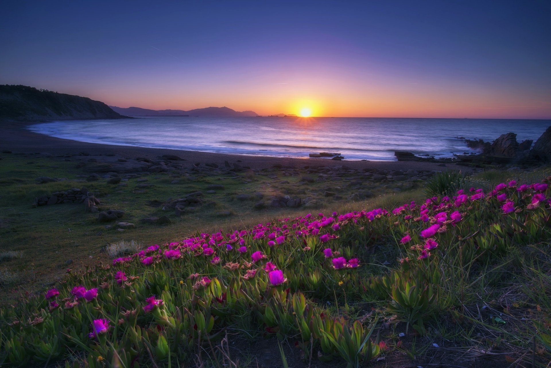 Download Sunrise Horizon Ocean Purple Flower Flower Nature Coastline HD ...