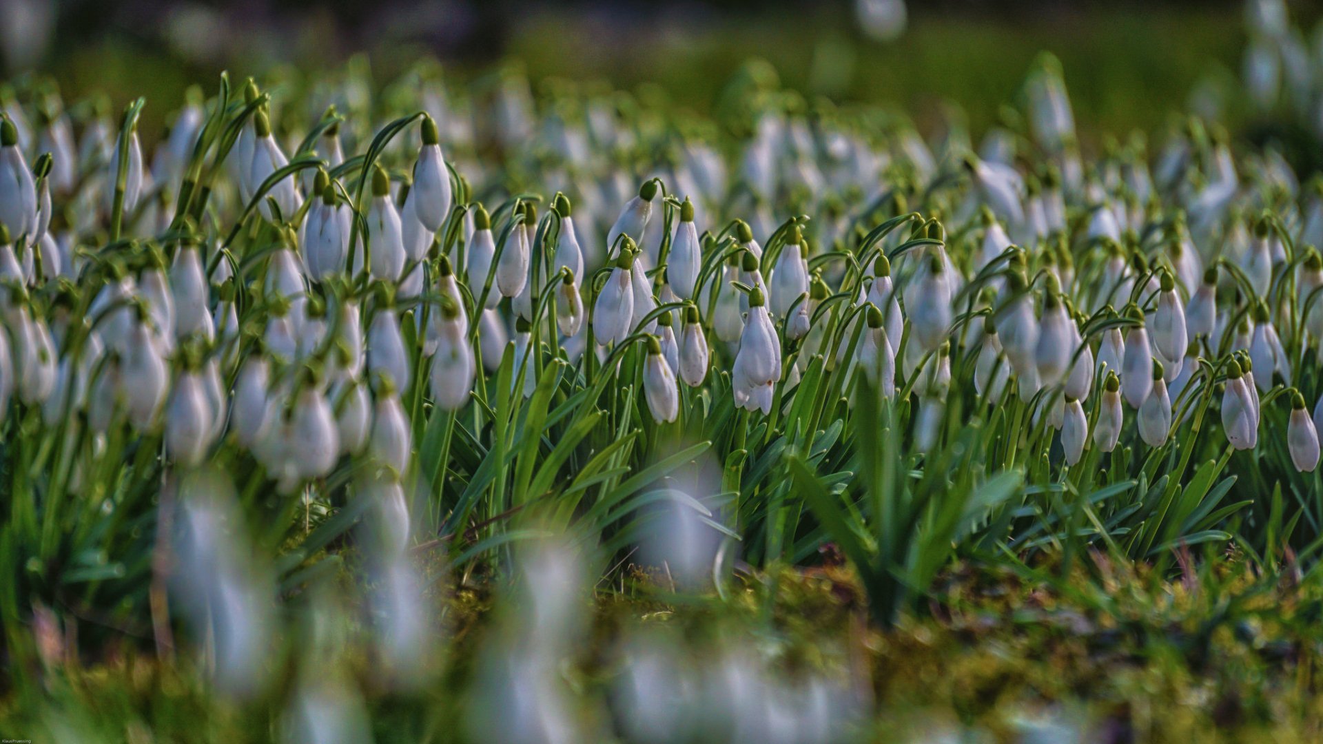 Nature Snowdrop HD Wallpaper