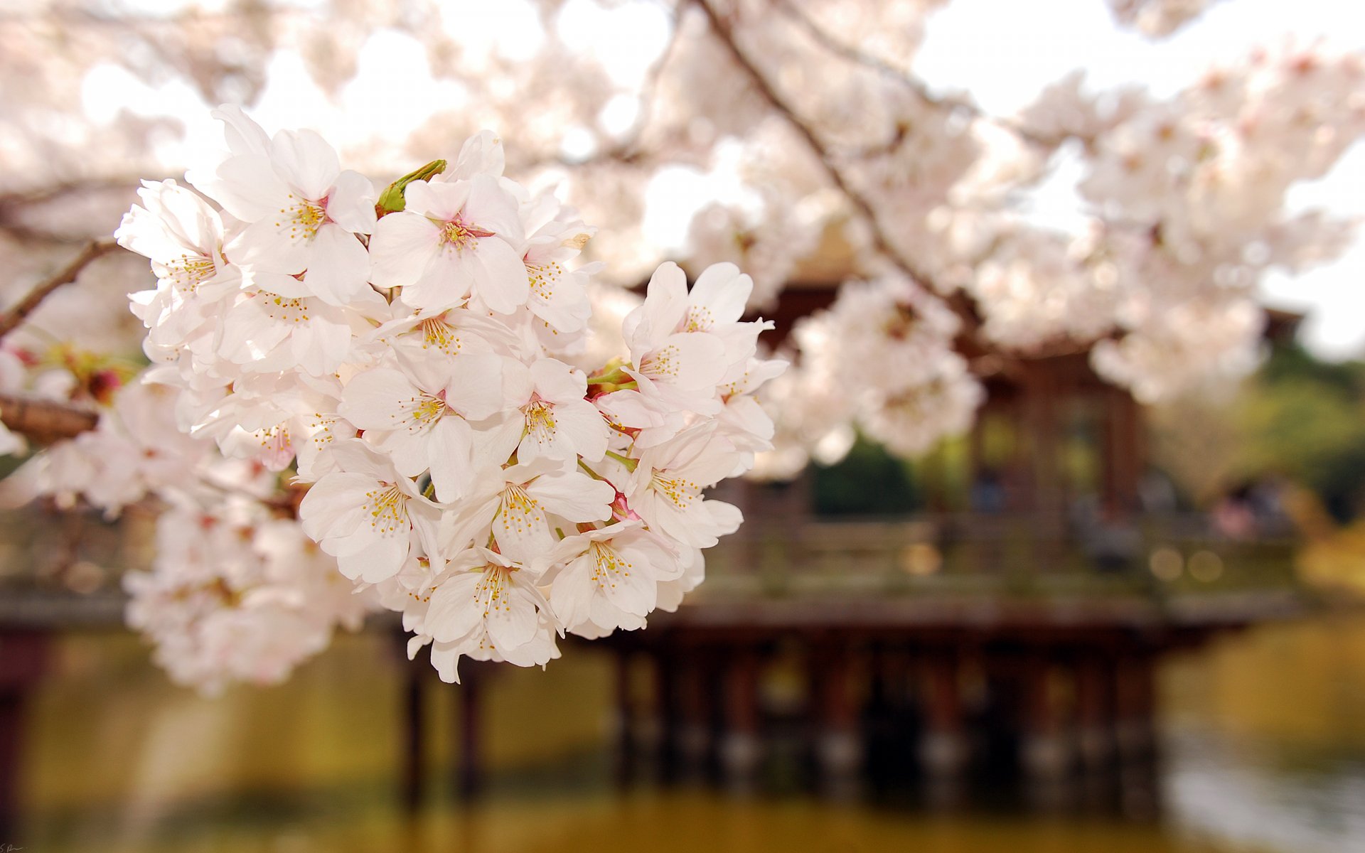 Blossoming Beauty: HD Wallpaper of Nature's Flowers | 2560x1600 ...