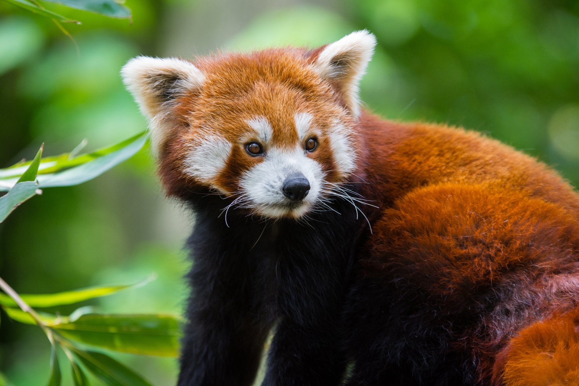 Download Animal Red Panda 4k Ultra HD Wallpaper