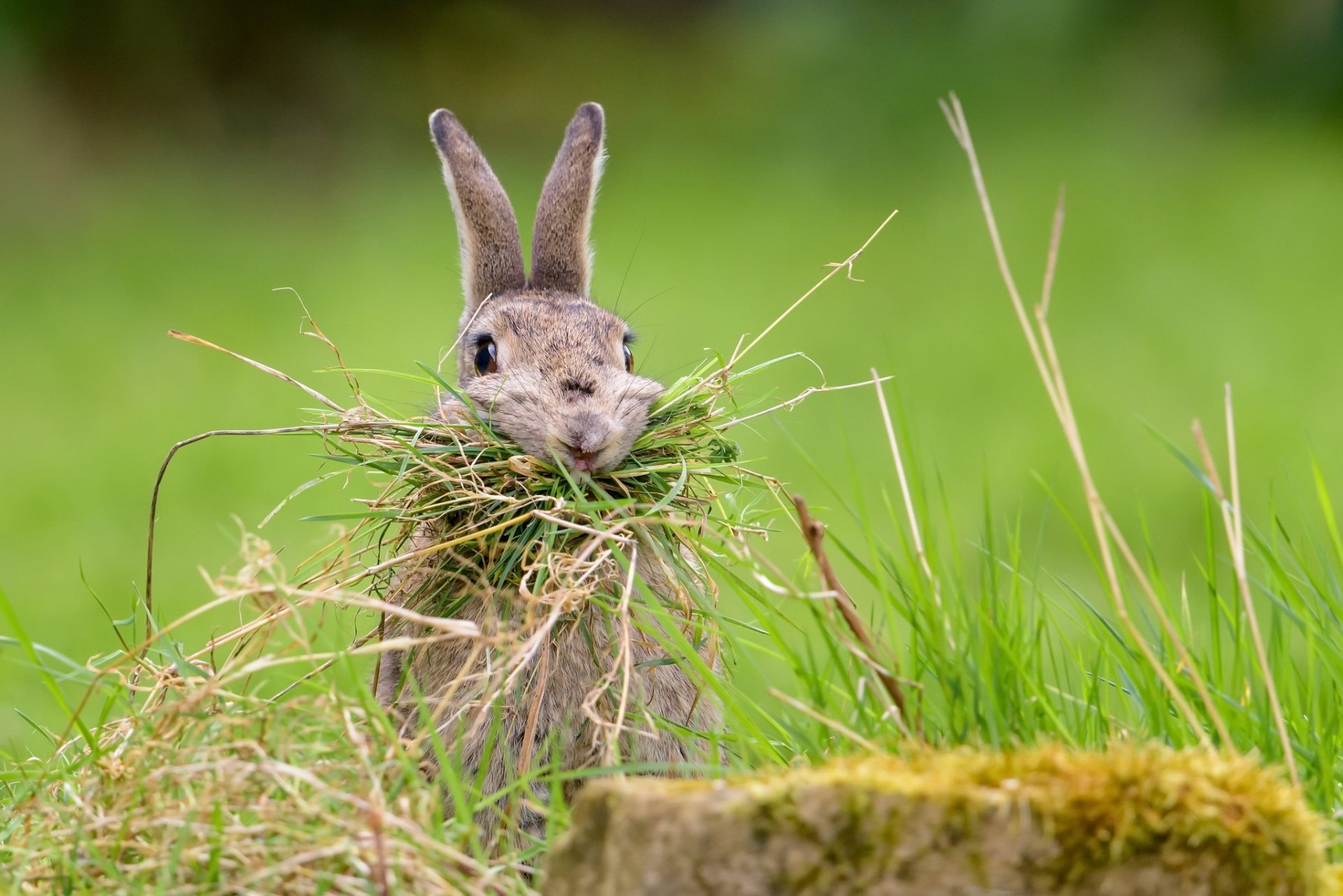 HD Wallpaper: Playful Rabbit Nestled in Lush Green Grass