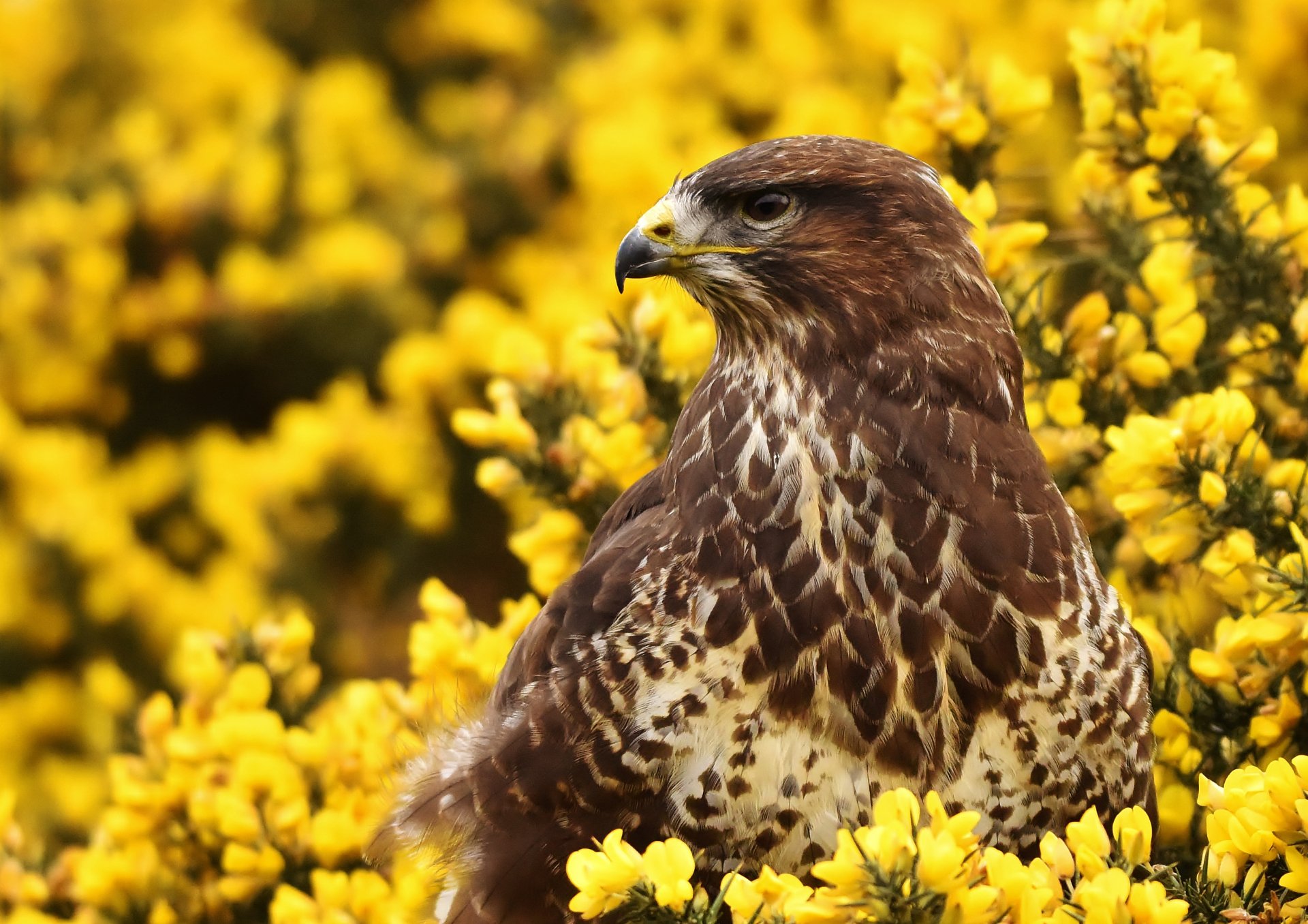 Download Bird Of Prey Bird Animal Hawk HD Wallpaper