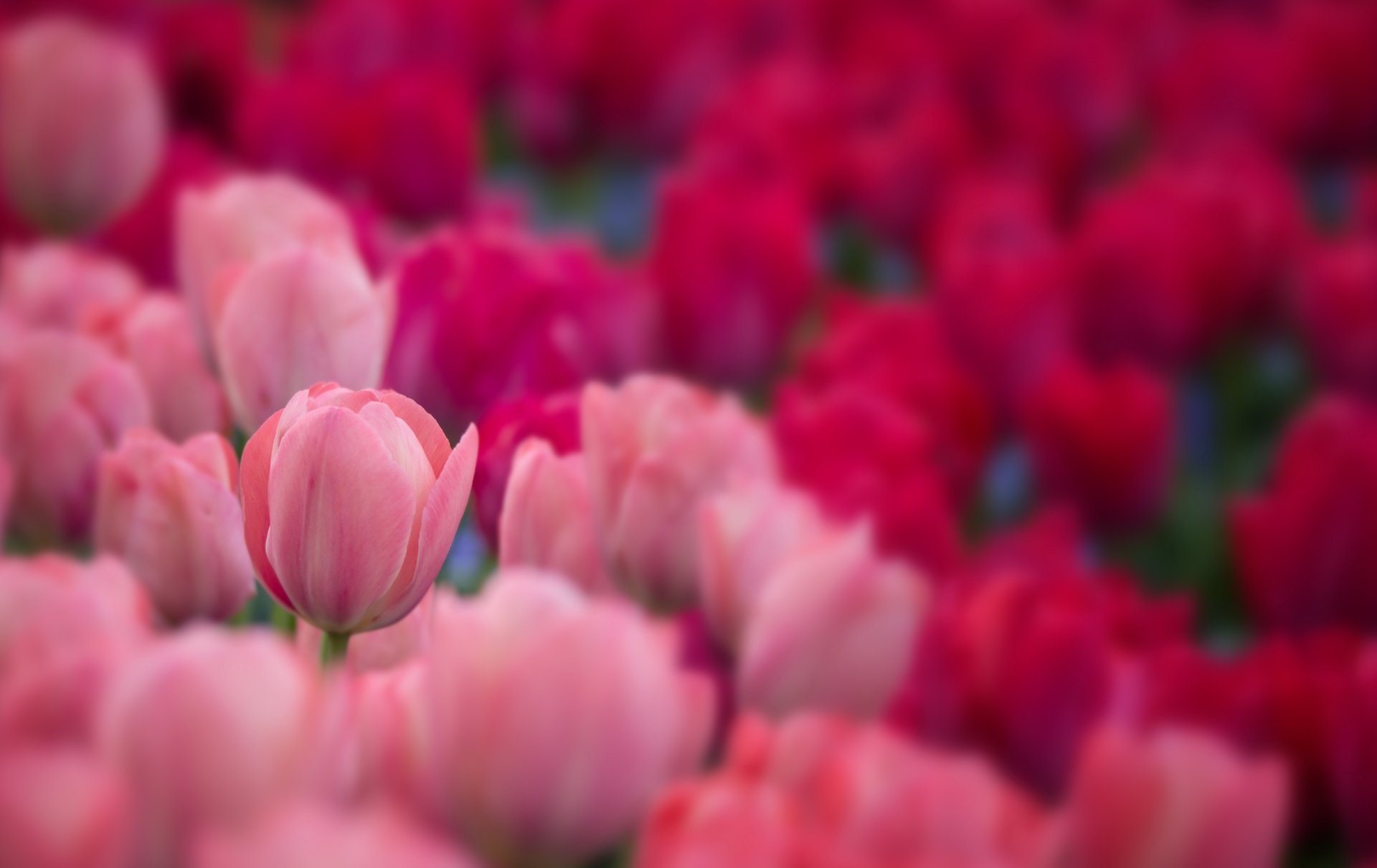 Download Pink Flower Flower Nature Tulip 4k Ultra HD Wallpaper