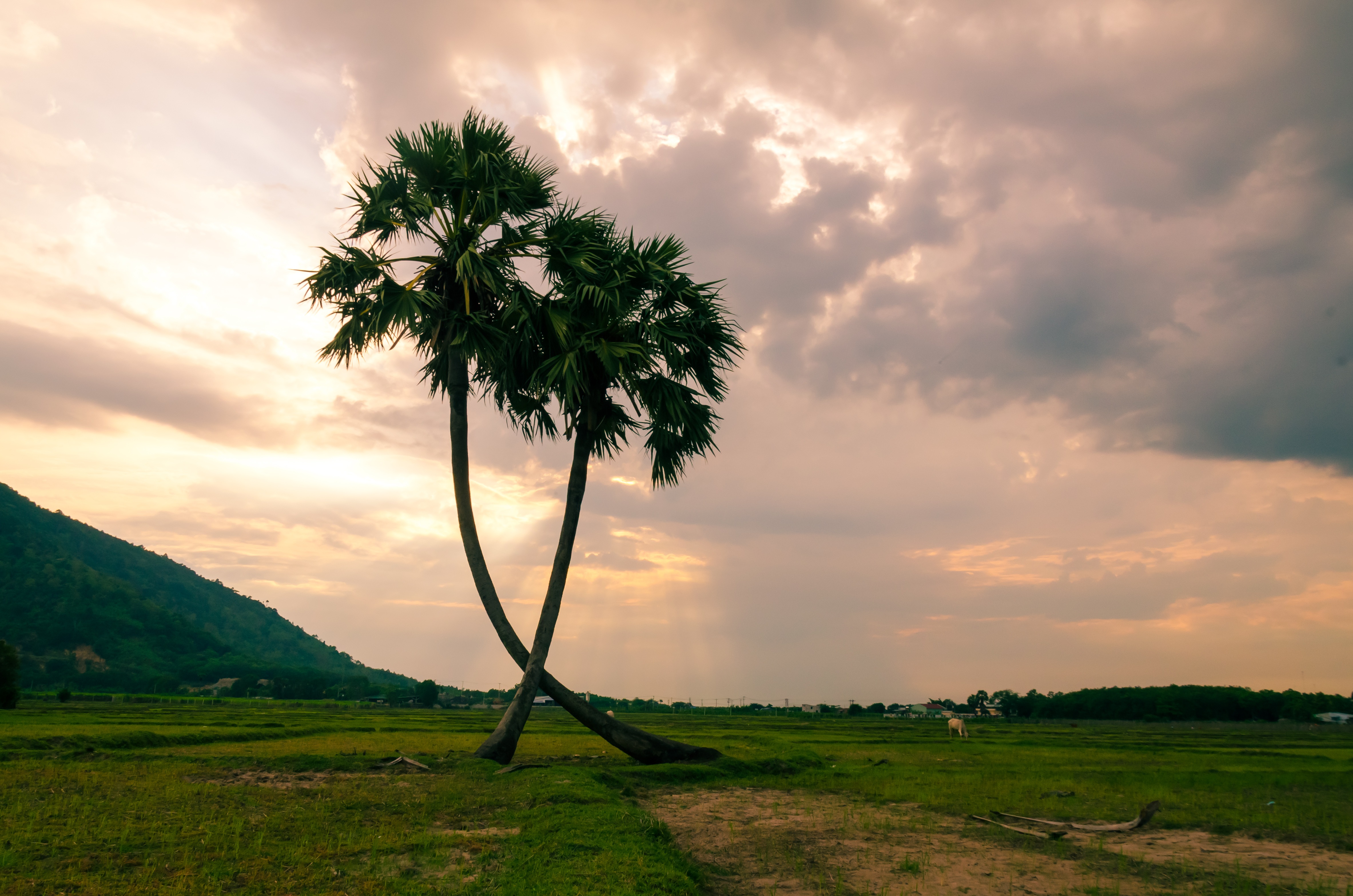 Download Tree Nature Palm Tree 4k Ultra HD Wallpaper