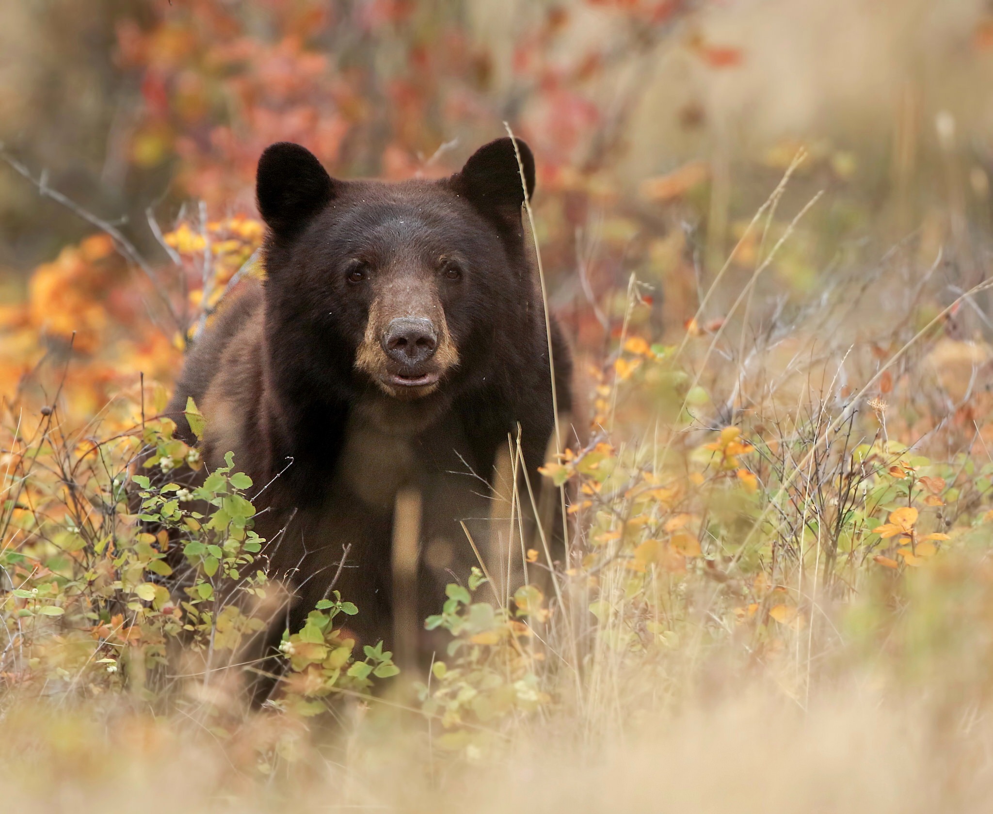 Download Stare Animal Bear HD Wallpaper