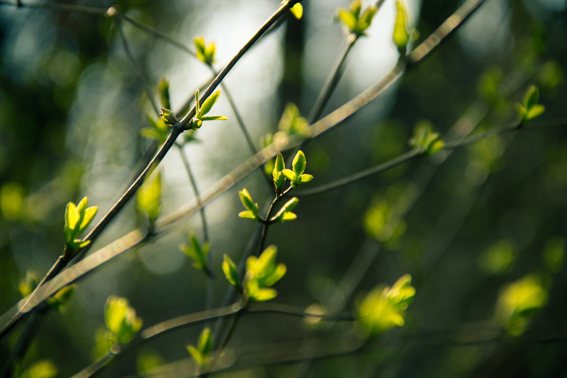 Download Blur Spring Macro Nature Branch 4k Ultra HD Wallpaper