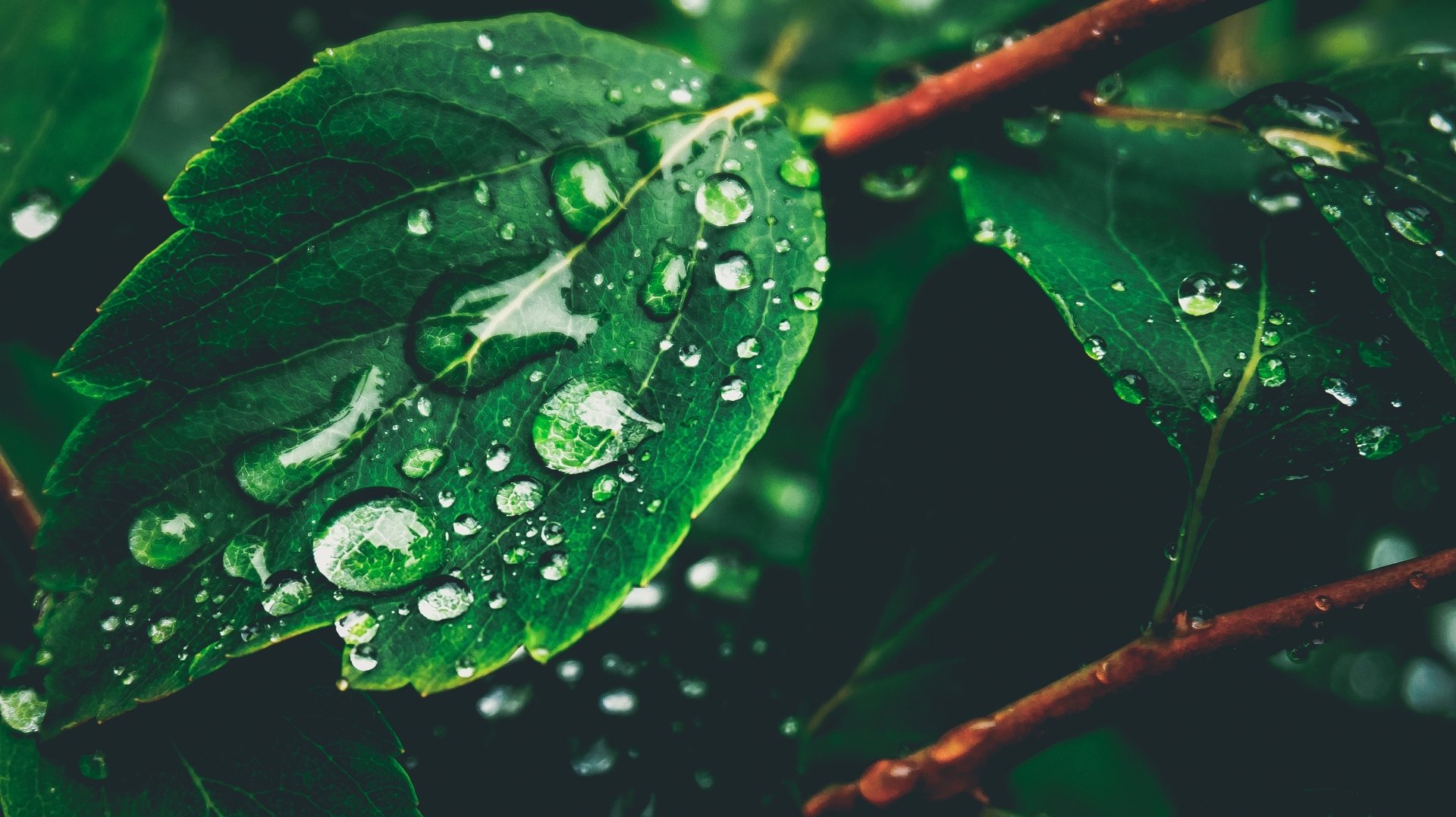 Download Leaf Macro Nature Water Drop 4k Ultra Hd Wallpaper