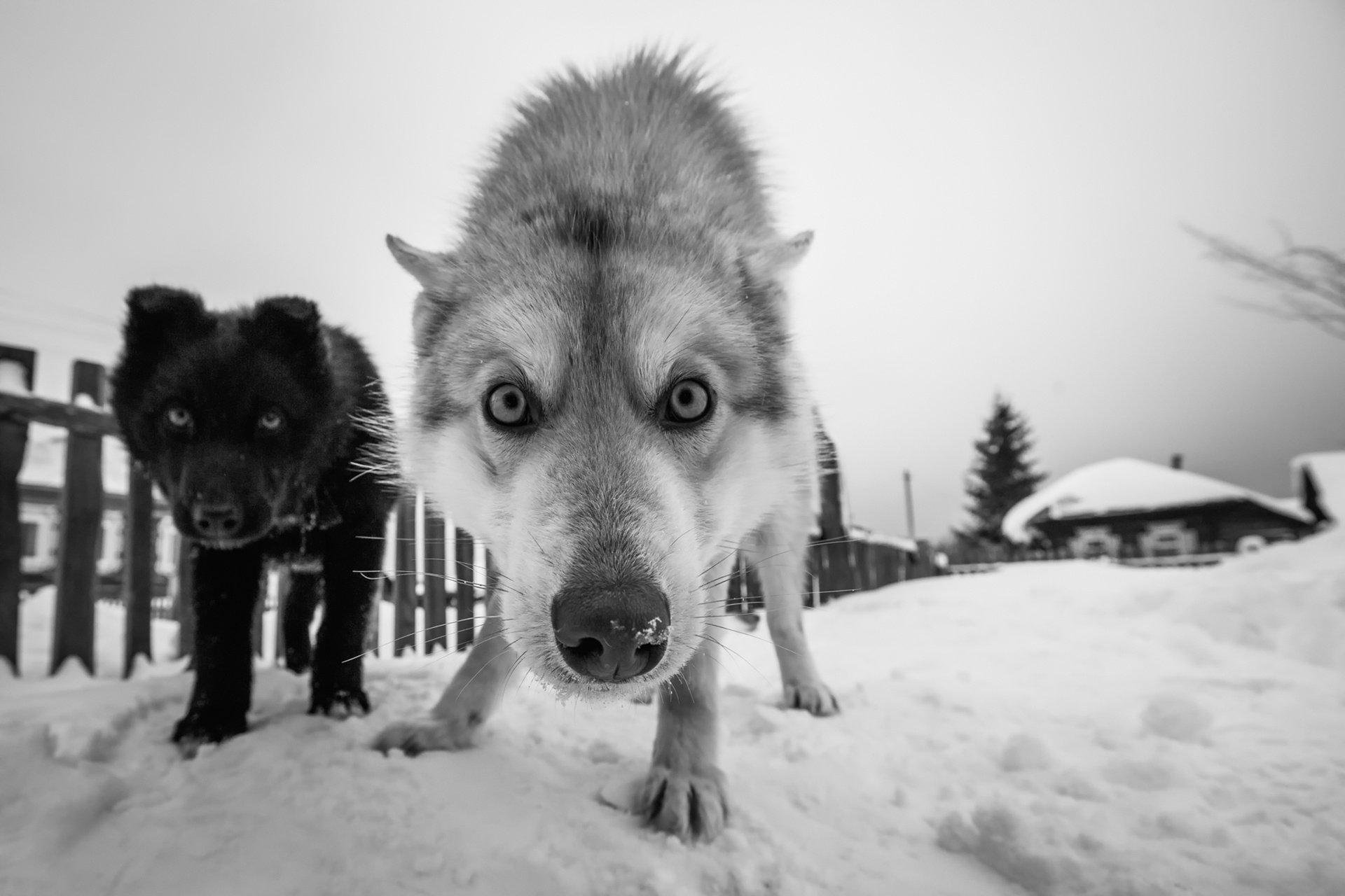 Download Winter Snow Stare Muzzle Black & White Animal Dog Winter ...