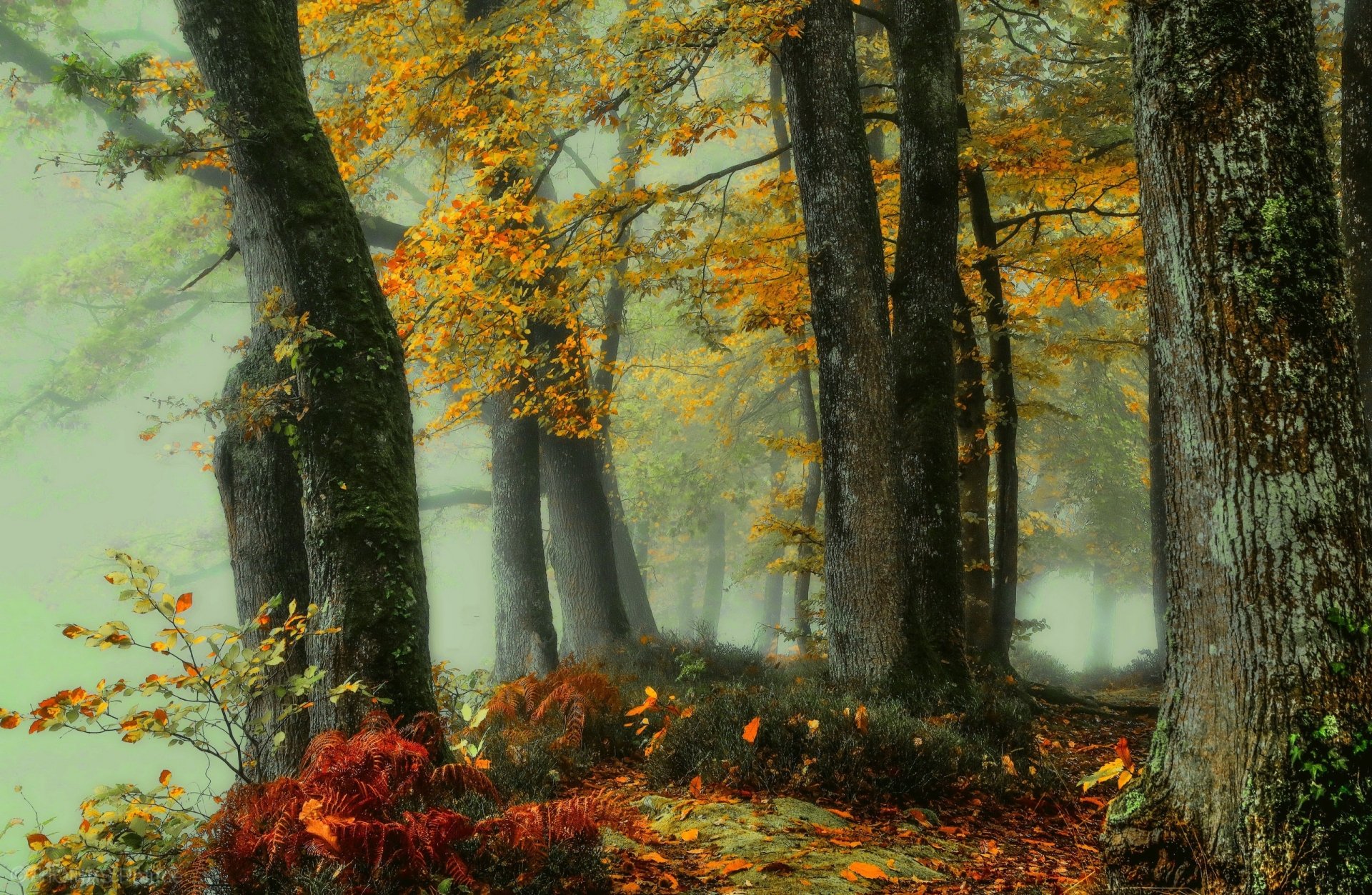 Enchanted Autumn Forest HD Wallpaper | 2560x1670 | Wallpaper Abyss