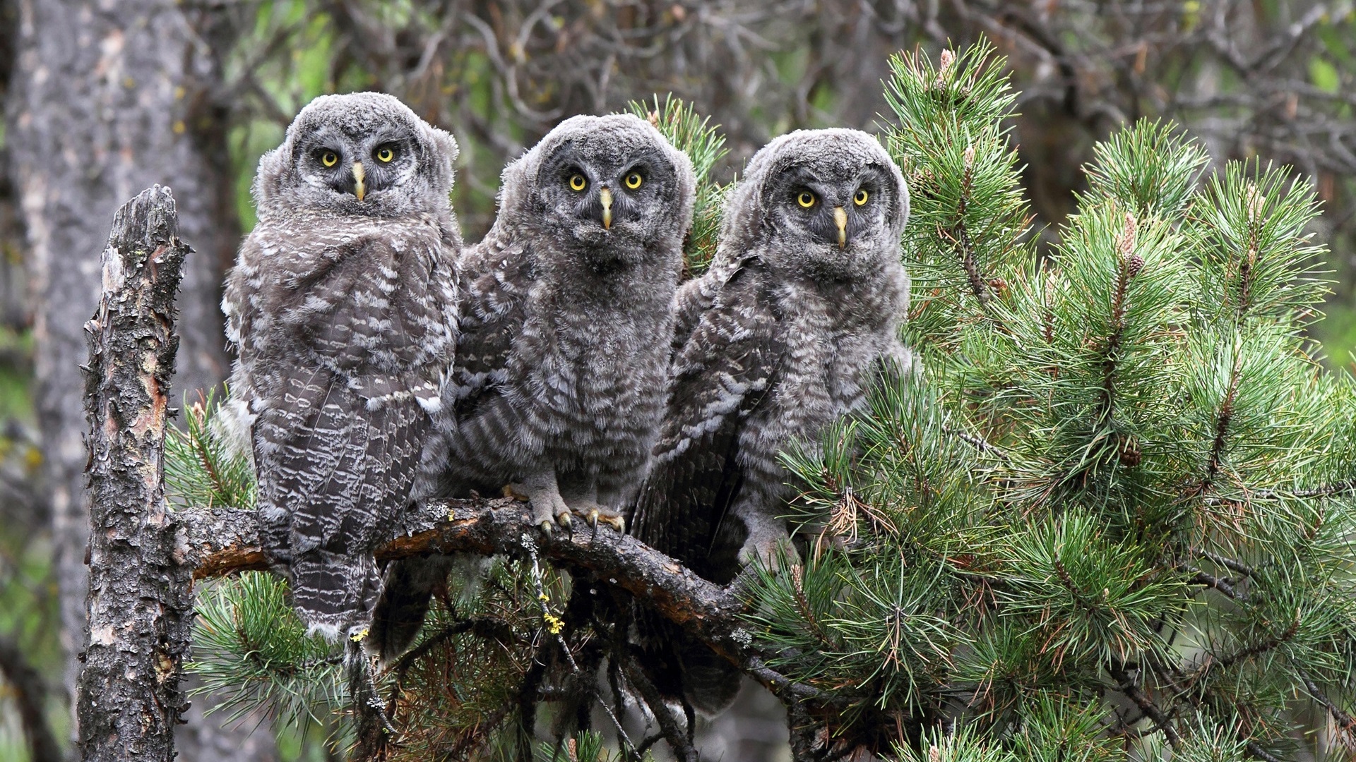 Three Owls