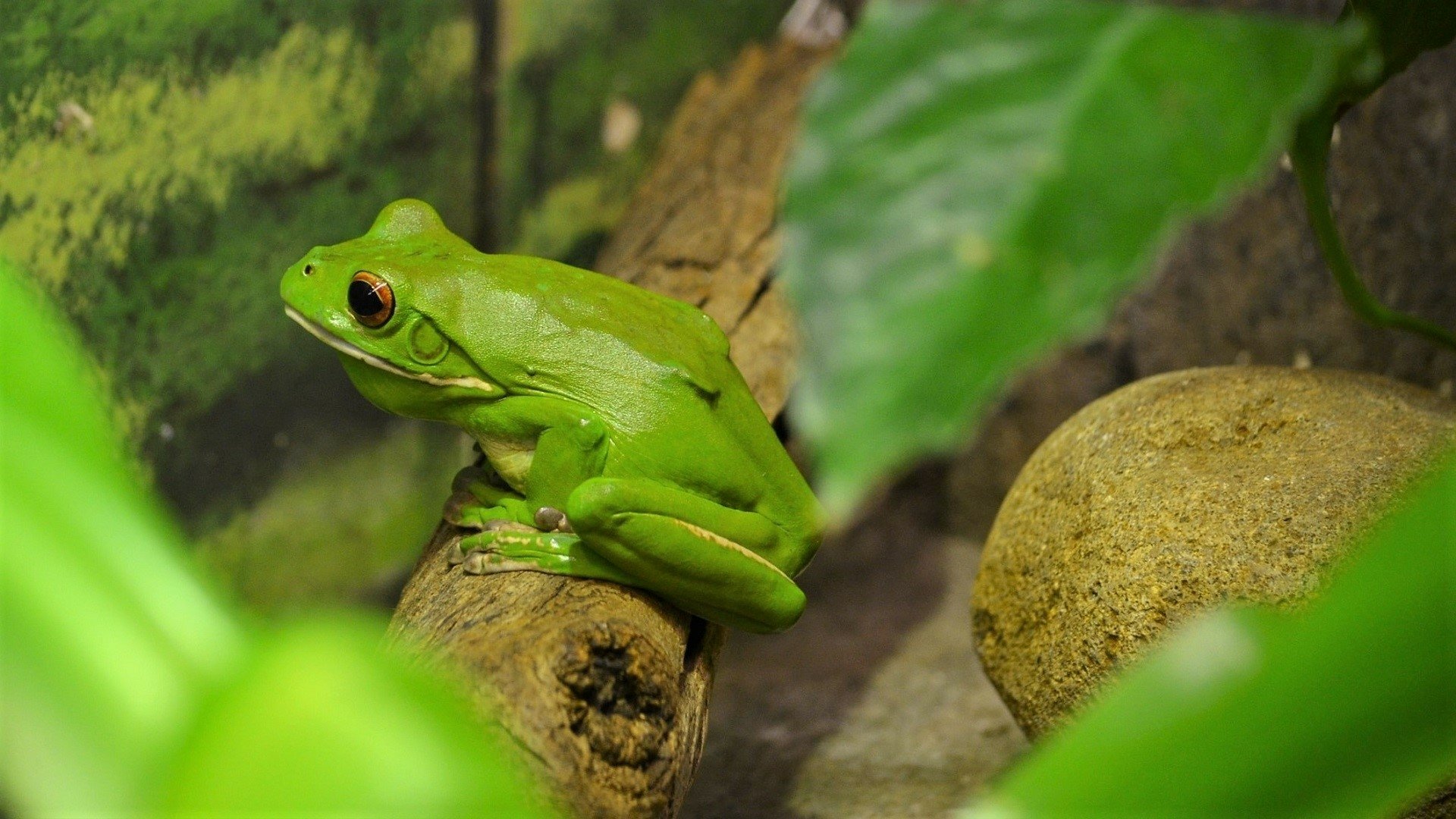 White-lipped Tree Frog at Taronga Zoo, Sydney Australia by lonewolf6738