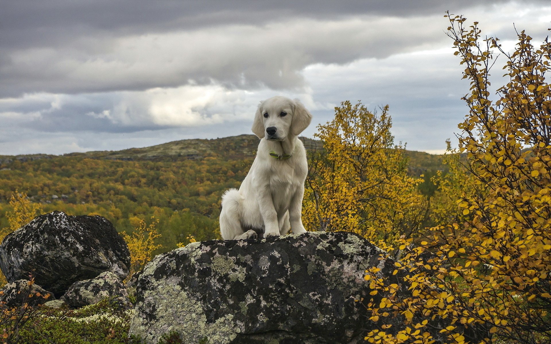 Majestic Labrador Puppy in Autumn Wilderness – HD Animal Wallpaper