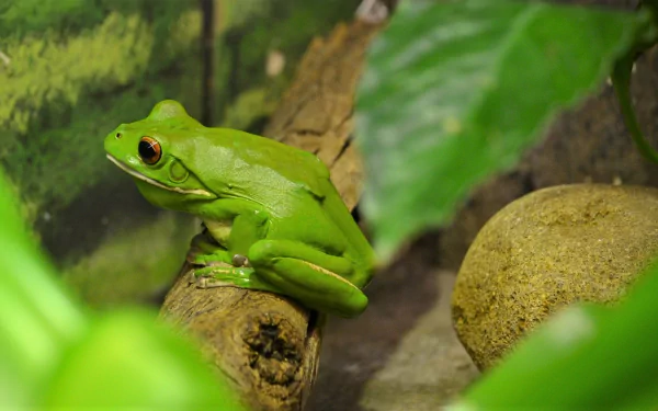 Download Frog Animal White-lipped Tree Frog HD Wallpaper
