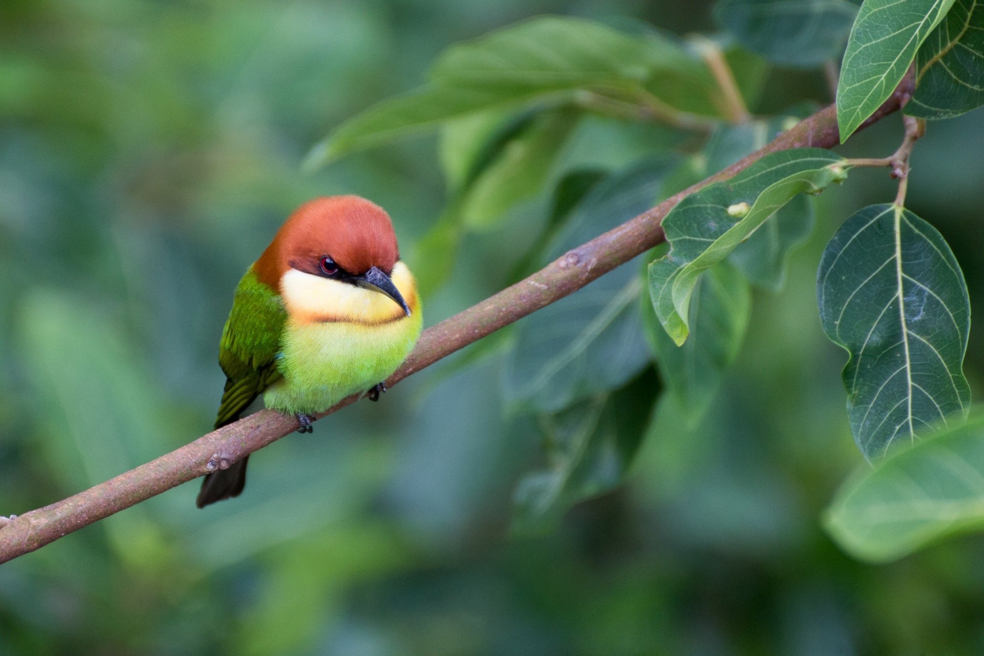 Chestnut-Headed Bee-Eater on a Branch — HD Wallpaper | 2048x1365 ...