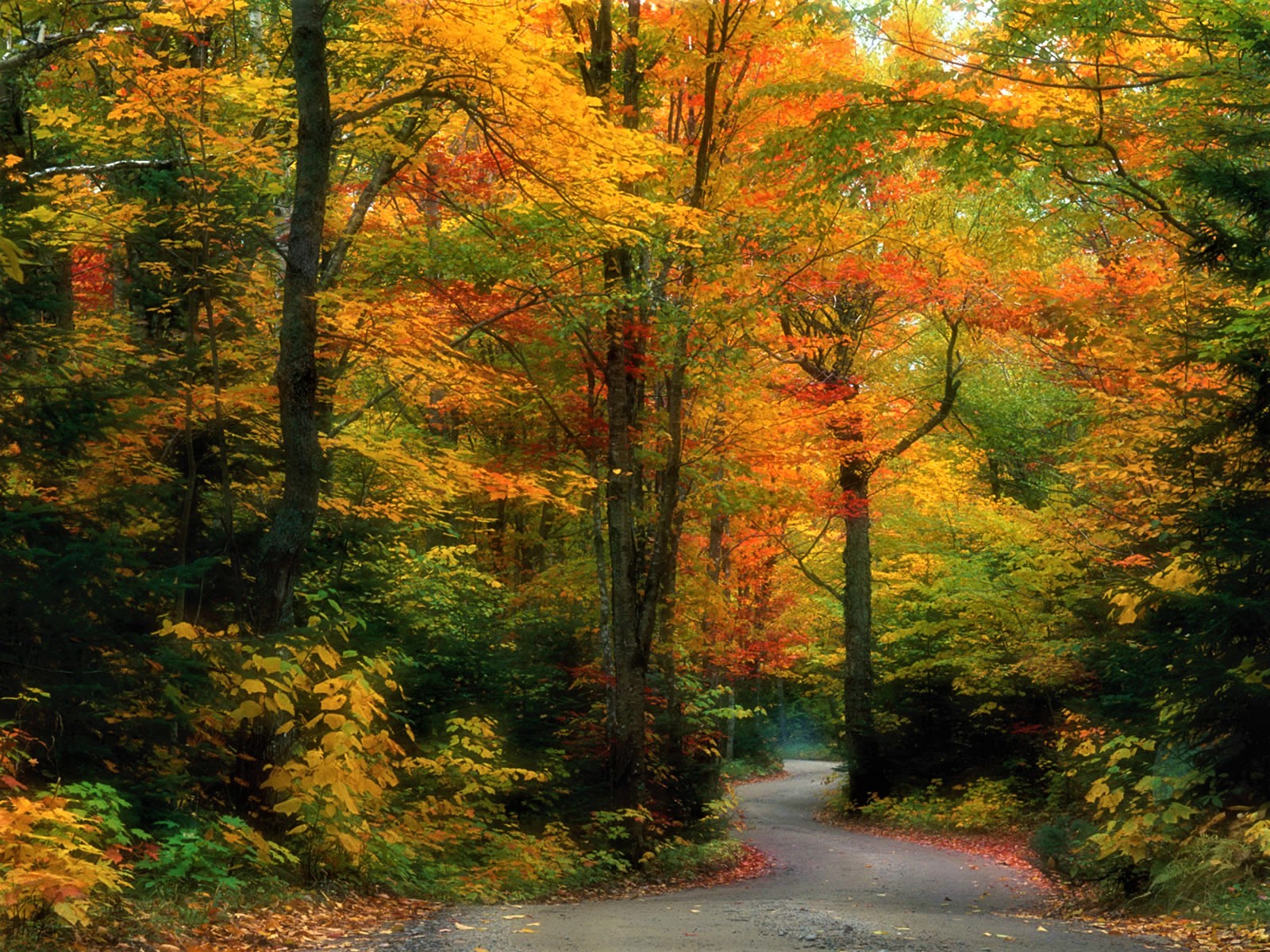 Download Road Forest Tree Fall Photography HDR Wallpaper