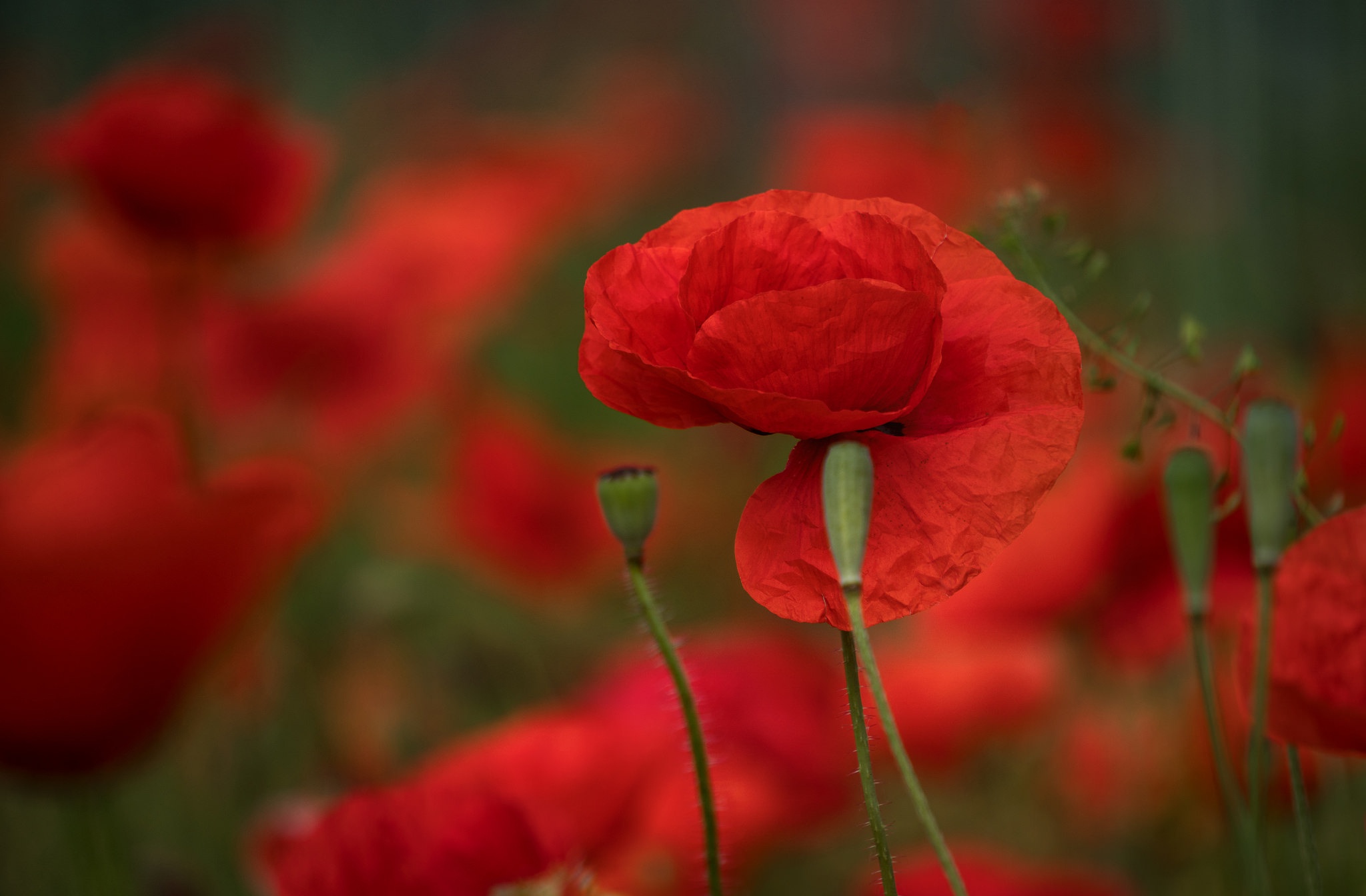 Download Close-up Red Flower Summer Flower Nature Poppy HD Wallpaper