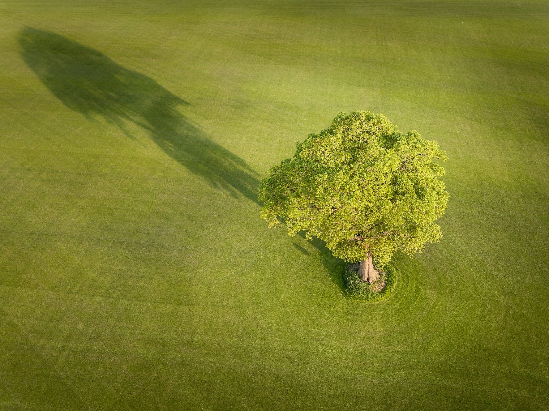 Serene Aerial View of Lone Tree in Lush Green Field - HD Nature Wallpaper