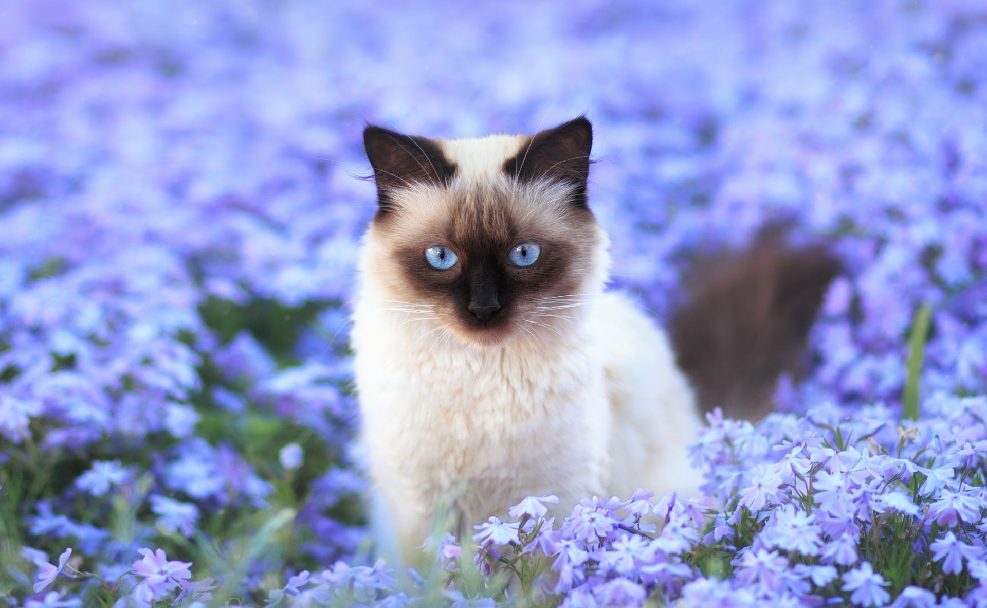 Blue Blossom Serenity with a Siamese Cat in Blooming Field - HD ...