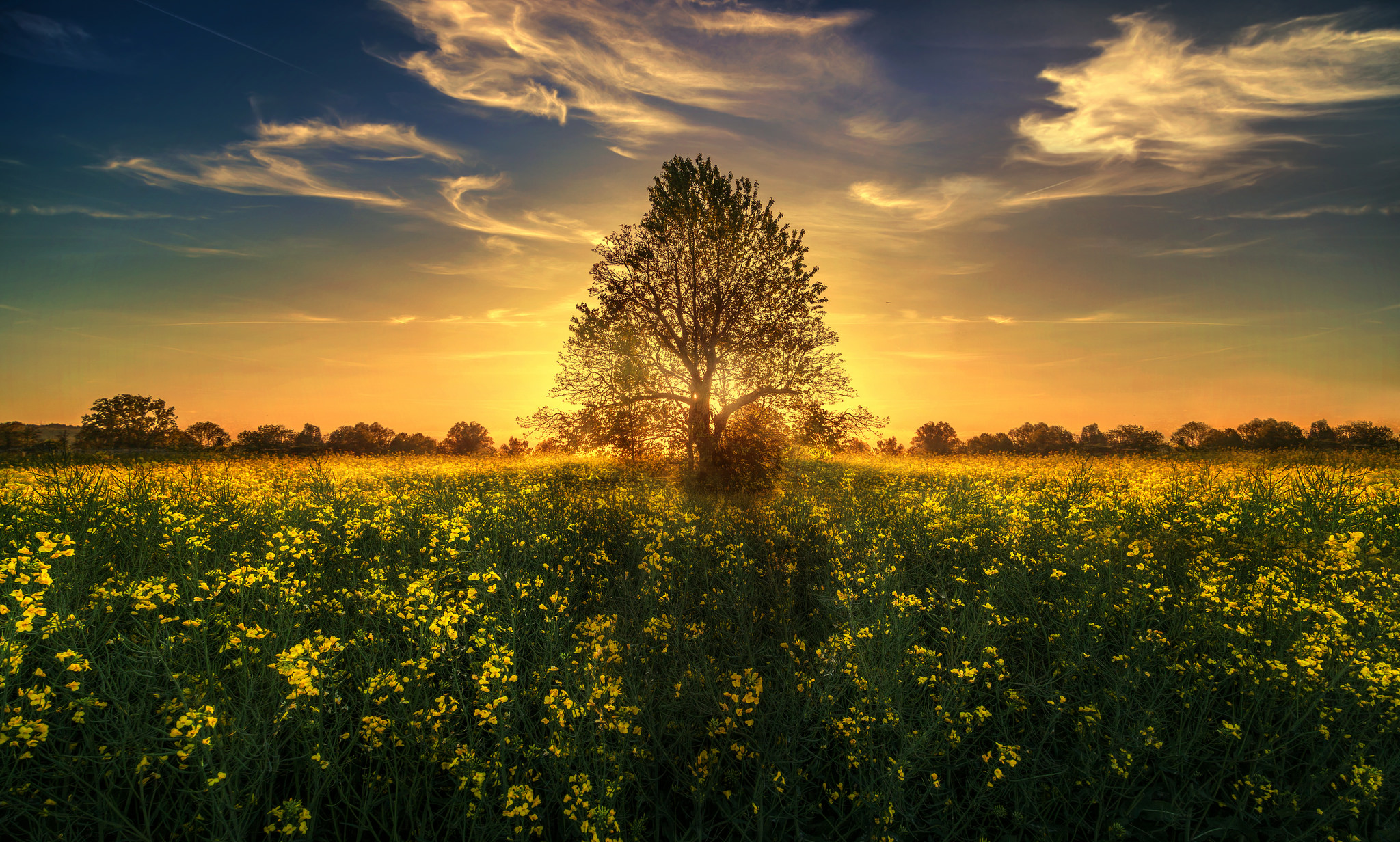 Wallpaper Tree Grass Flower
