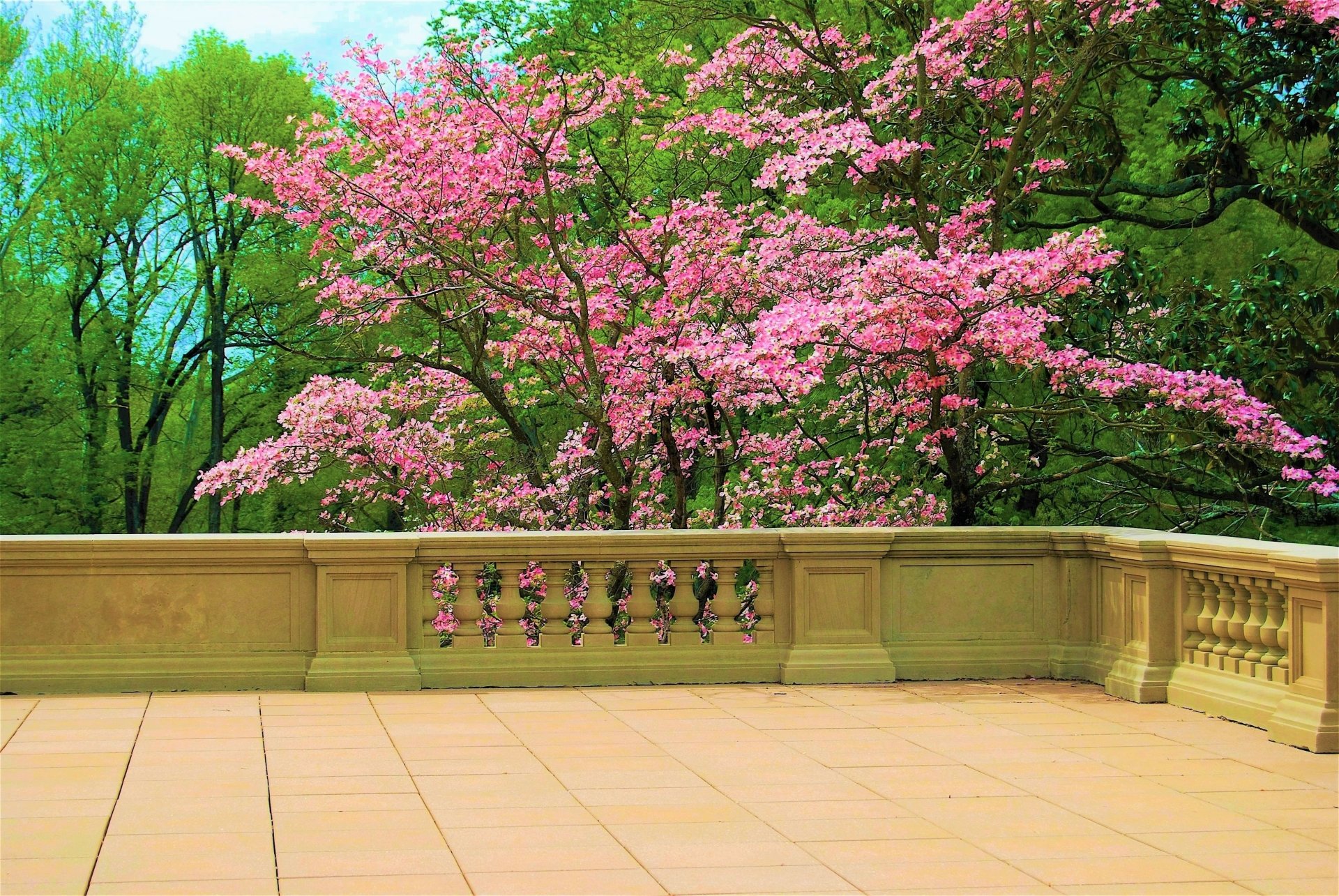Spring Blossoms: Stunning Pink Flower Tree in a Serene Courtyard – 4K ...