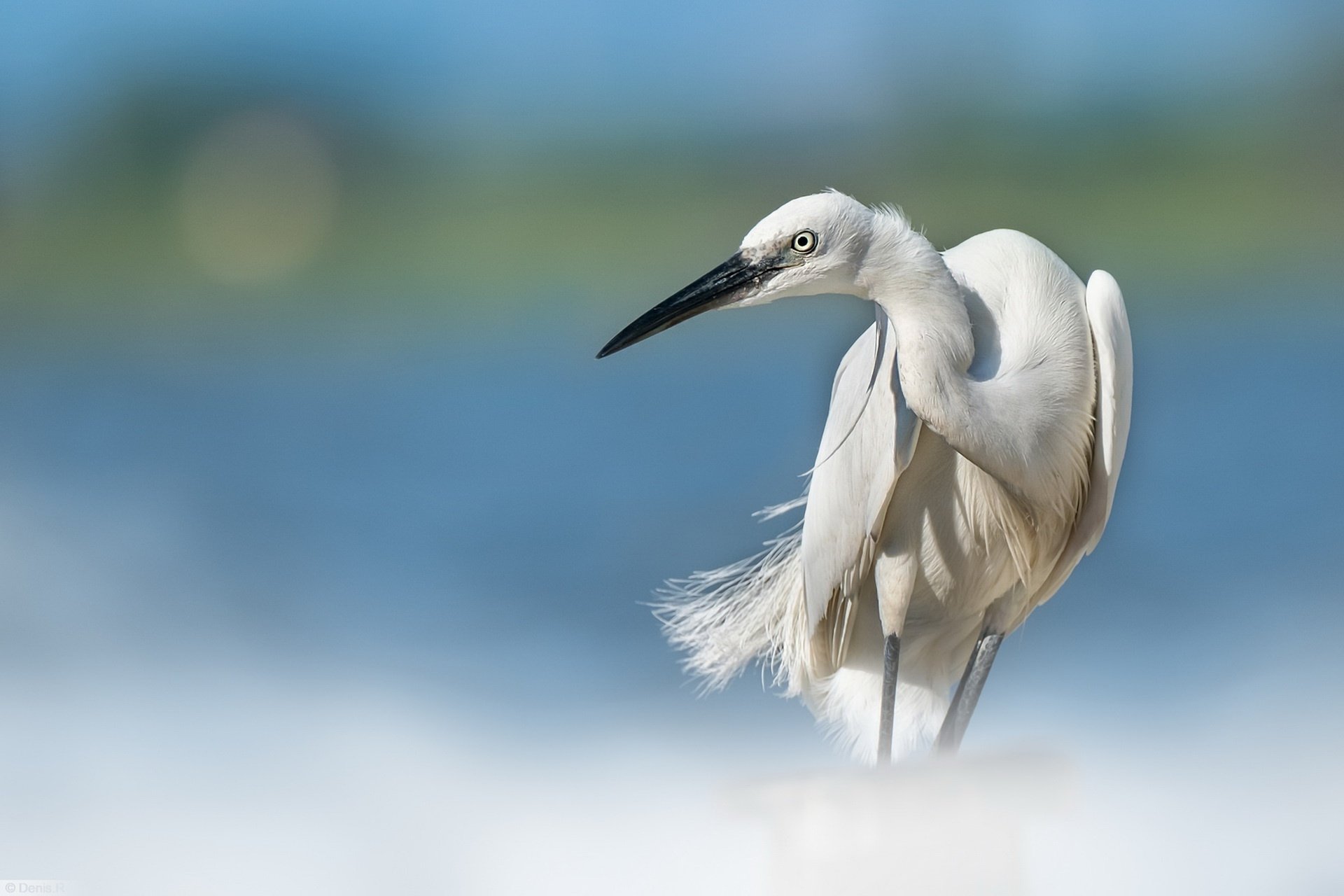 Download Blur Bird Animal Egret HD Wallpaper by Denis Rebadj