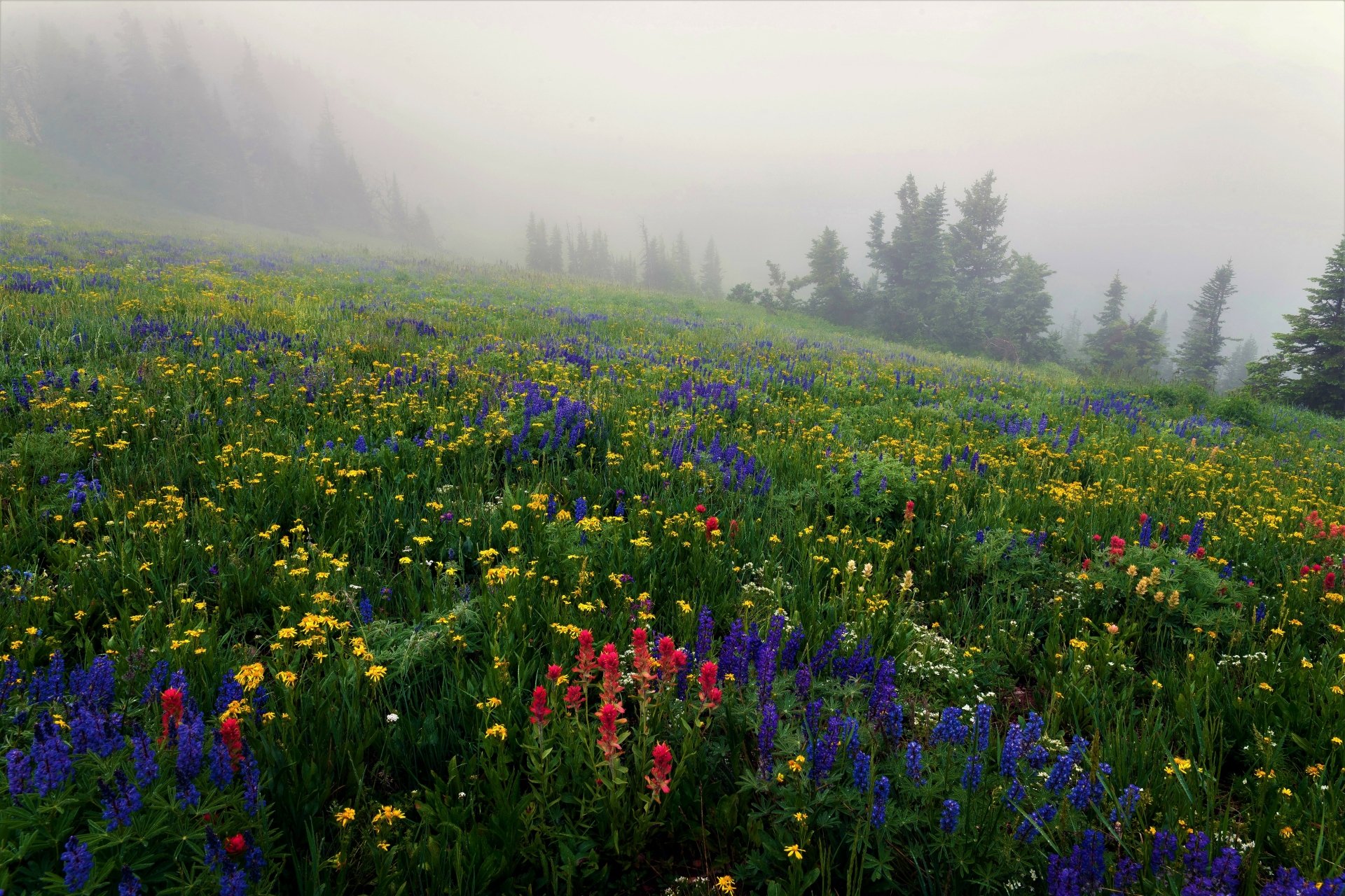 5K Ultra HD: Fog-Kissed Spring Meadow of Colorful Wildflowers