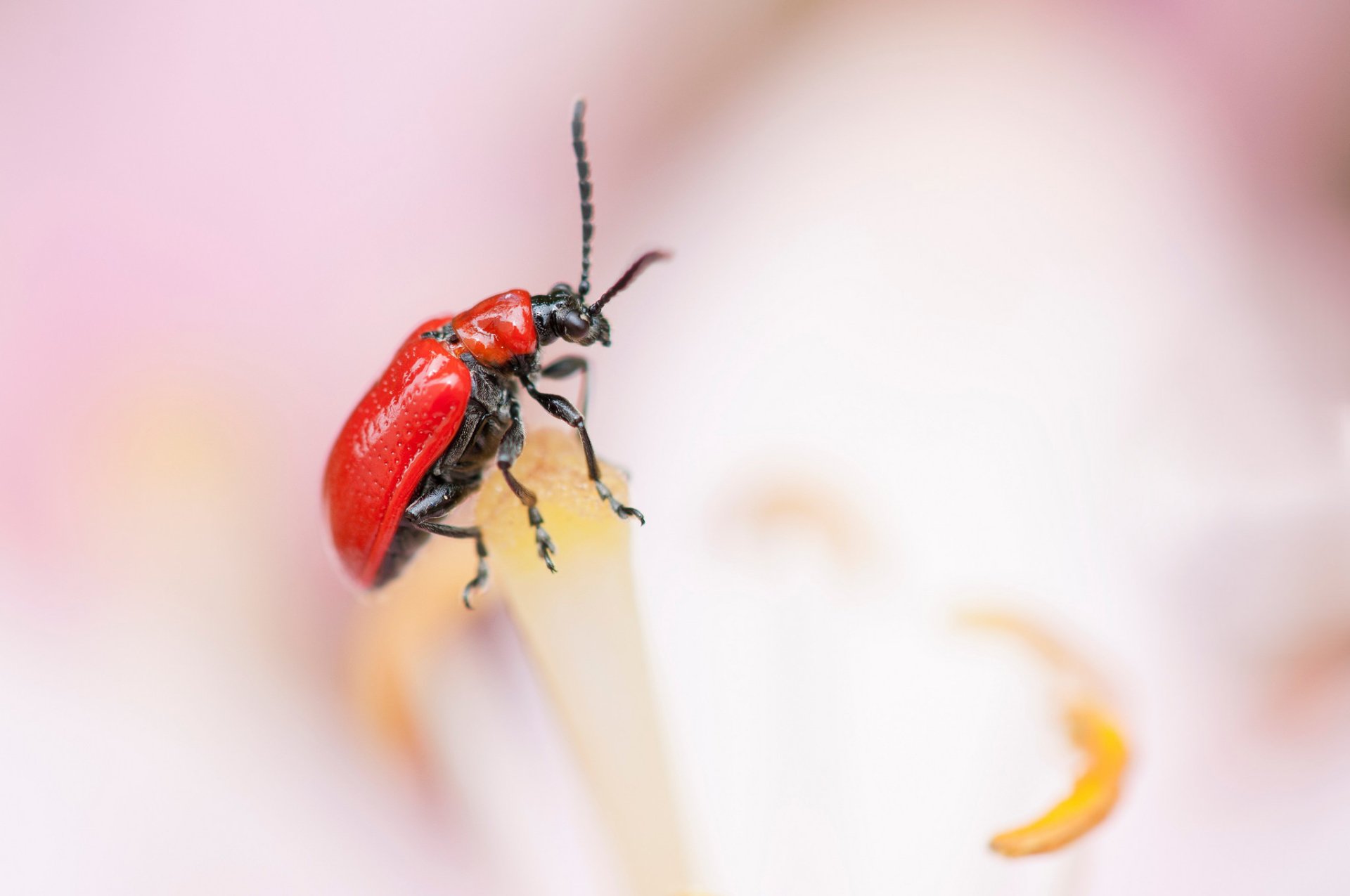 Download Macro Insect Animal Beetle HD Wallpaper