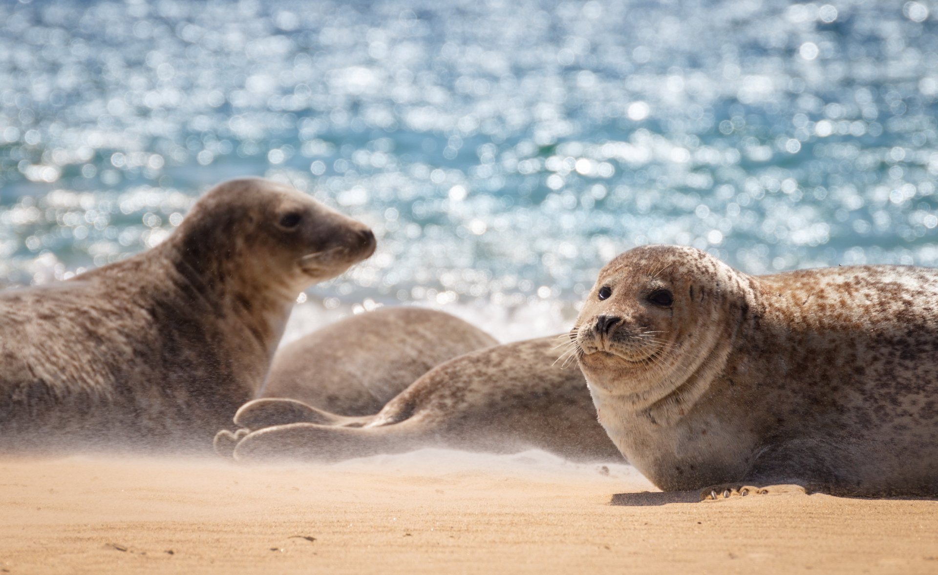 Seaside Serenity: HD Wallpaper of Playful Seals on Sandy Shore