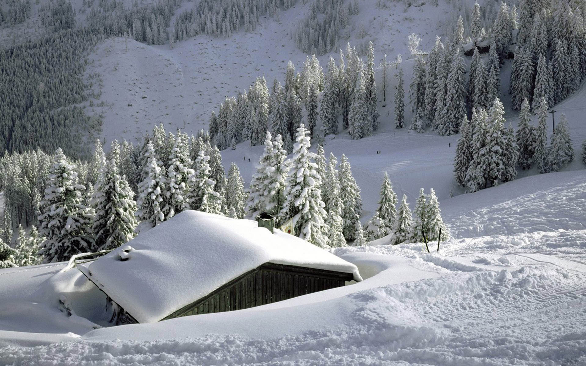 Winter Wonderland: A Serene HD Wallpaper of Snow-Covered Trees