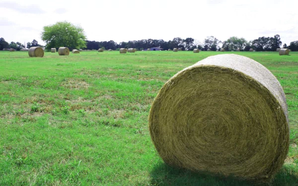 [20+] Haystack 4k Wallpapers