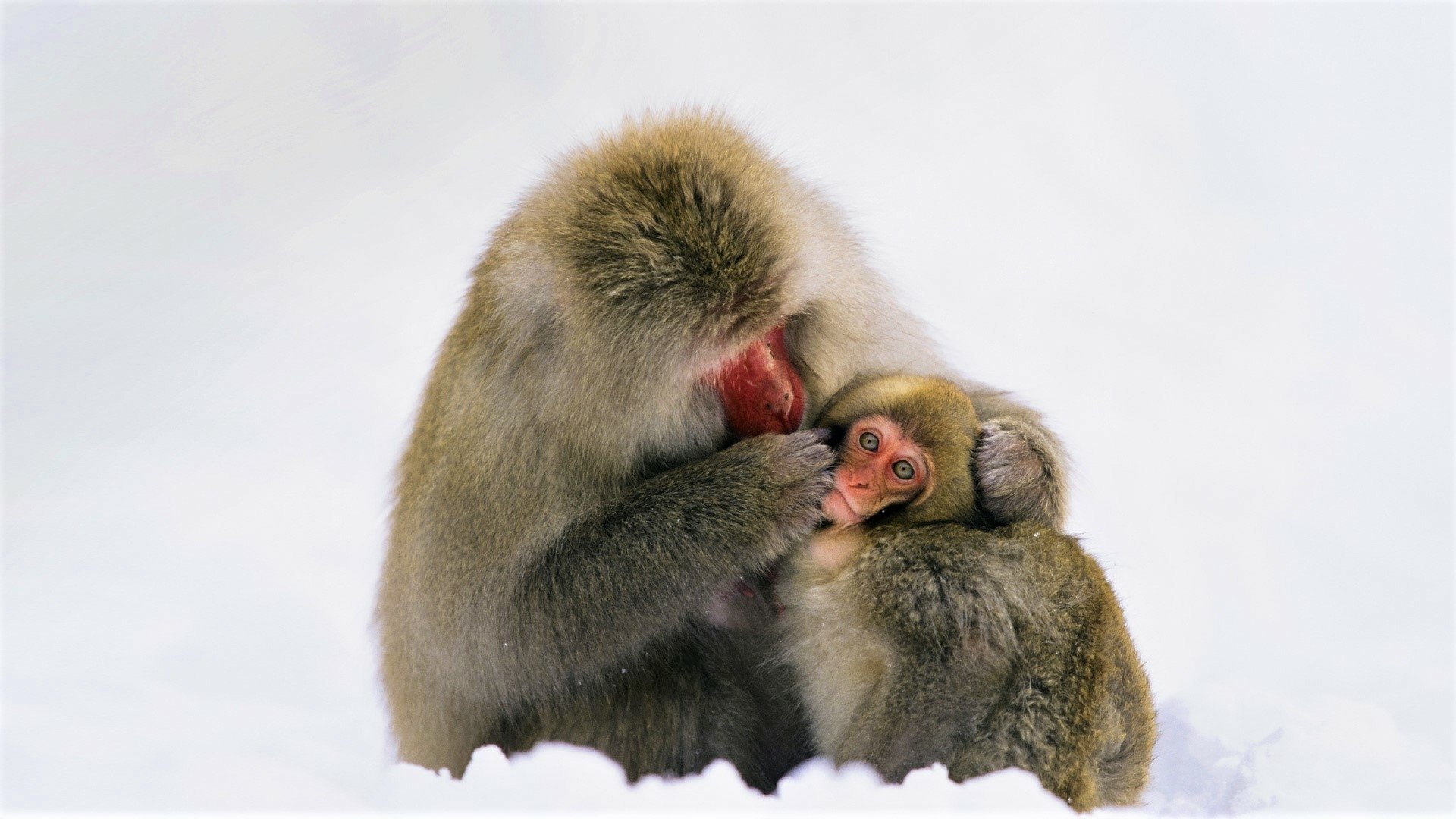 Download Baby Animal Monkey Love Cute Animal Japanese Macaque Snow ...