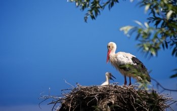White stork Pfp