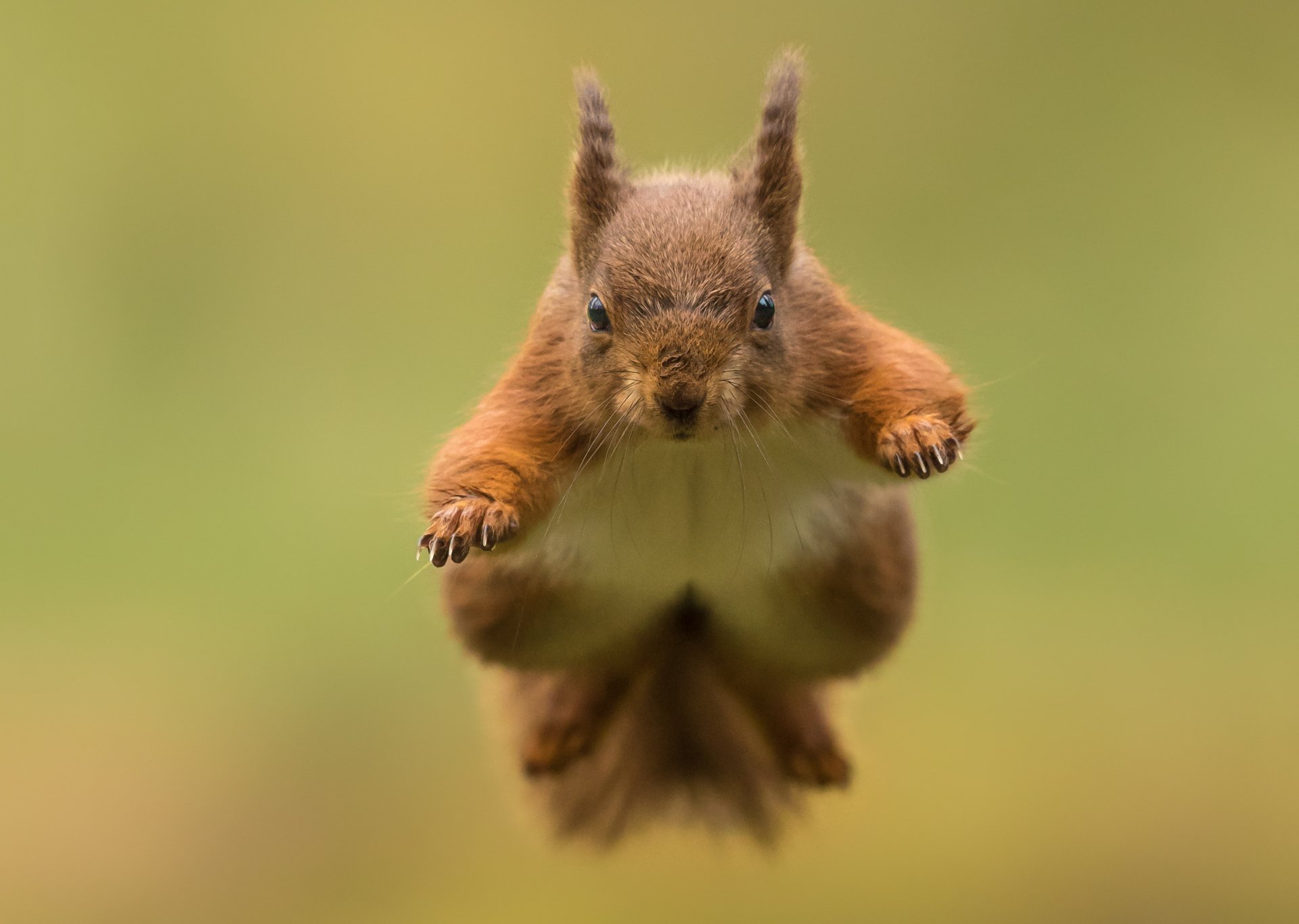 Download Rodent Jump Animal Squirrel HD Wallpaper