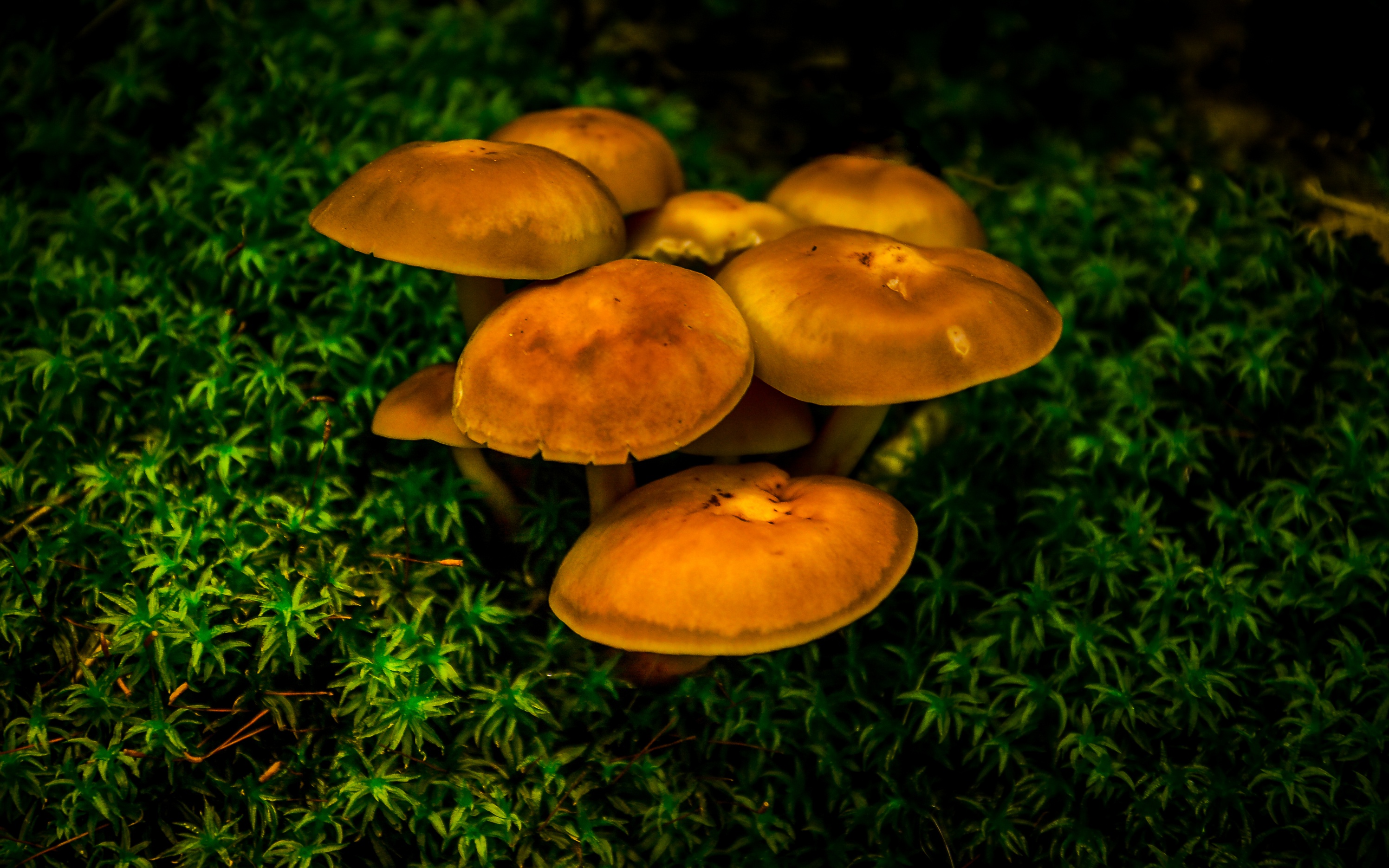 Autumn Glow: Close-Up Fall Mushrooms HD Wallpaper