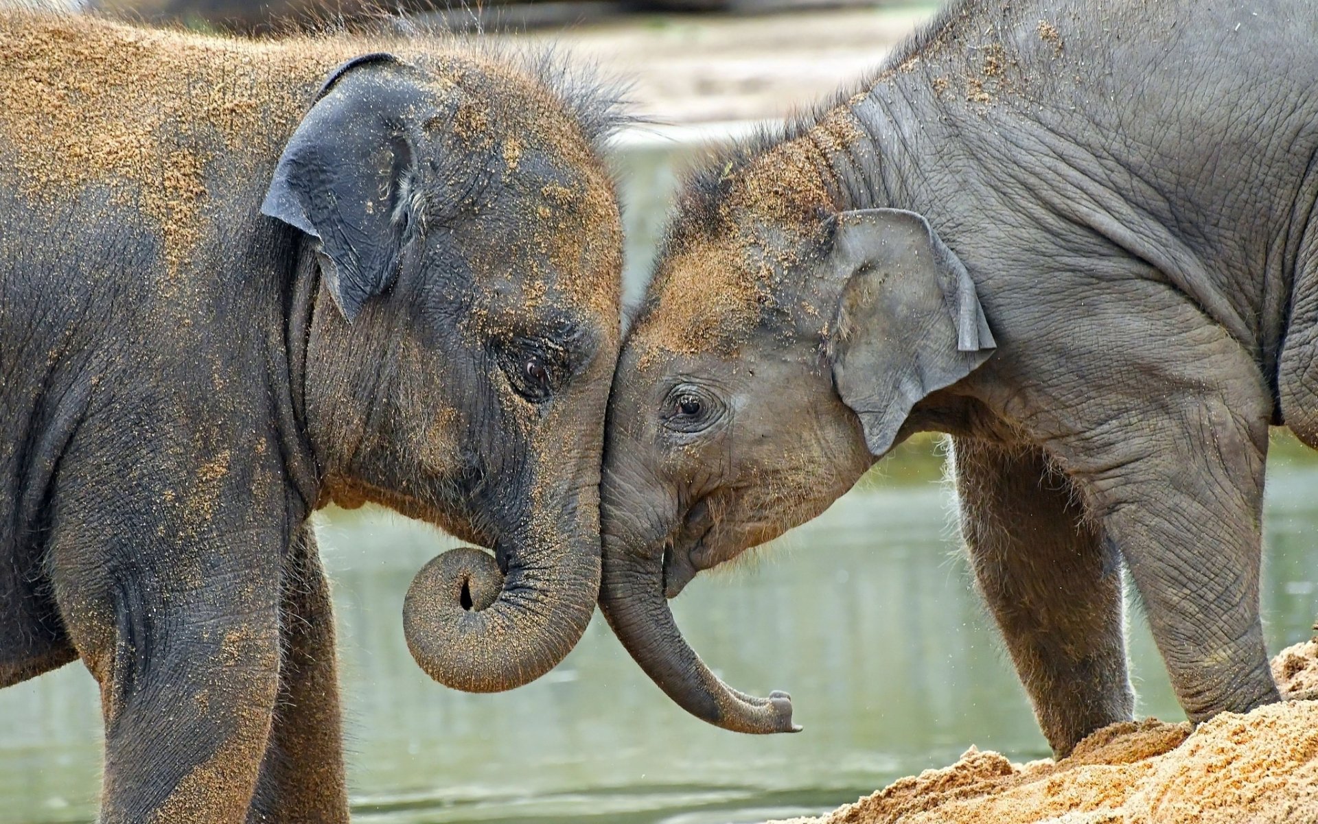 Download Baby Animal Animal Asian Elephant HD Wallpaper | 2048x1281 ...