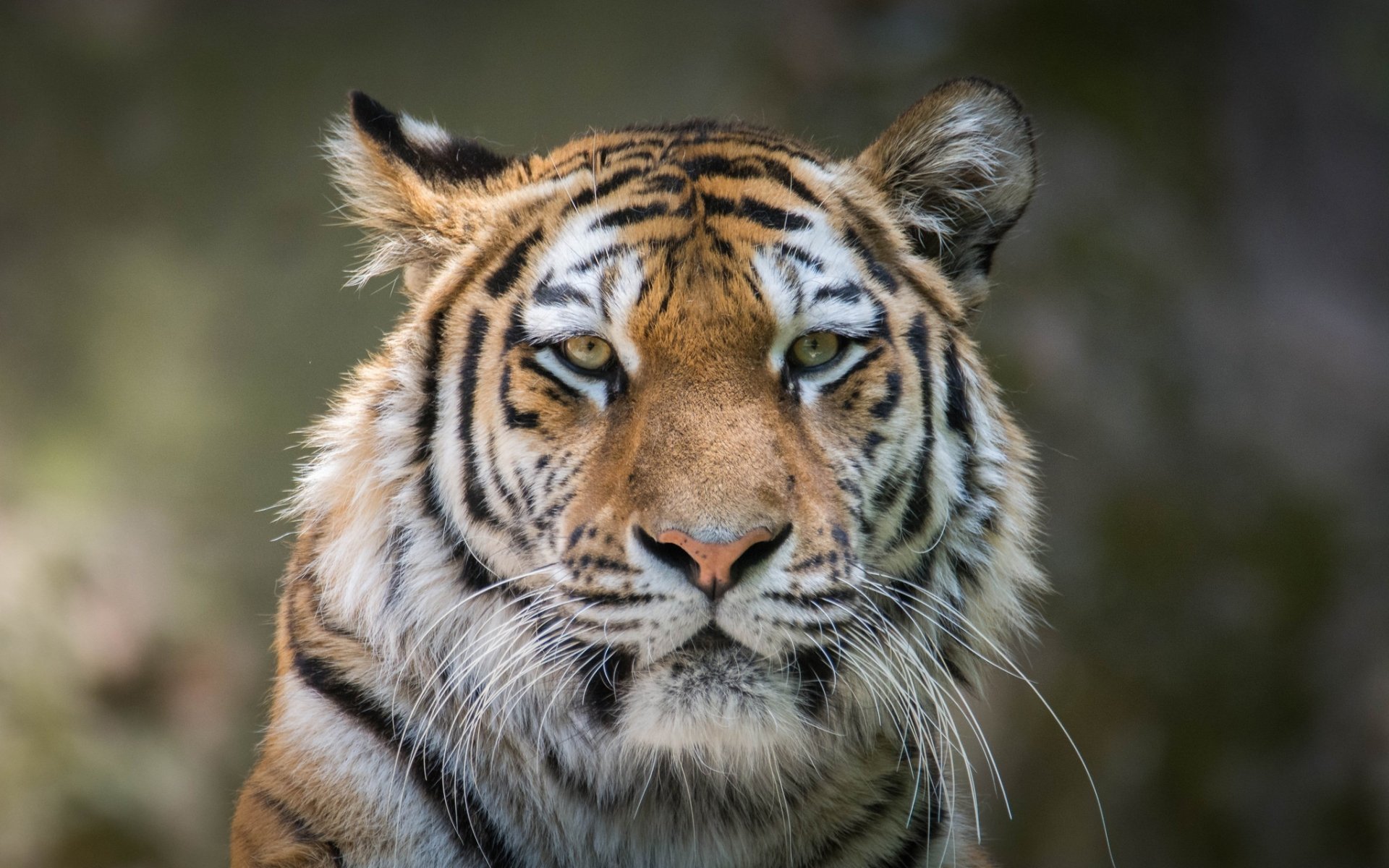 Majestic Tiger Stare HD Wallpaper – Captivating Animal Gaze | 2048x1280 ...