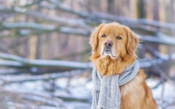 Download Depth Of Field Scarf Winter Dog Golden Retriever Animal PFP