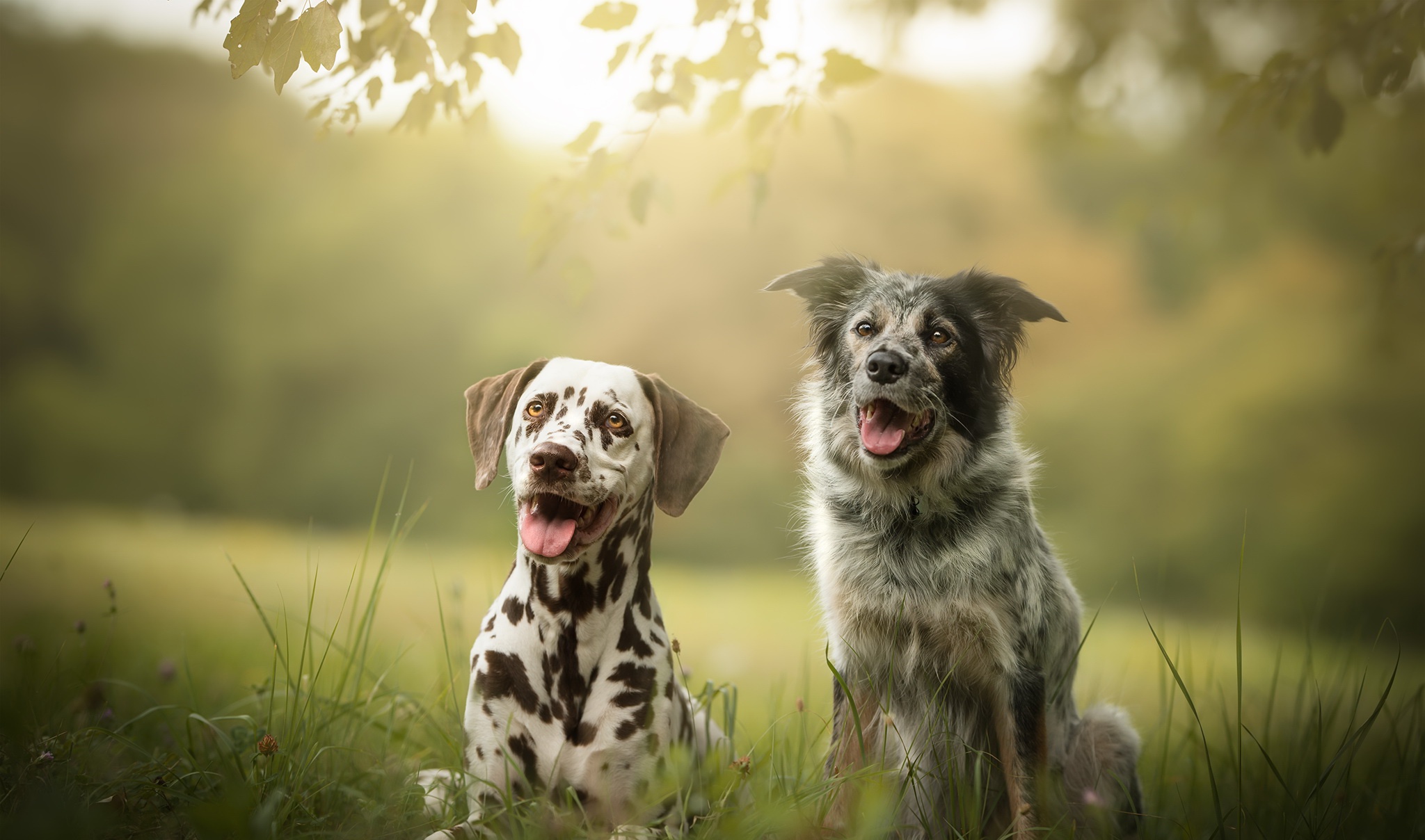 HD Dalmatian & Best Friend in Perfect Depth of Field