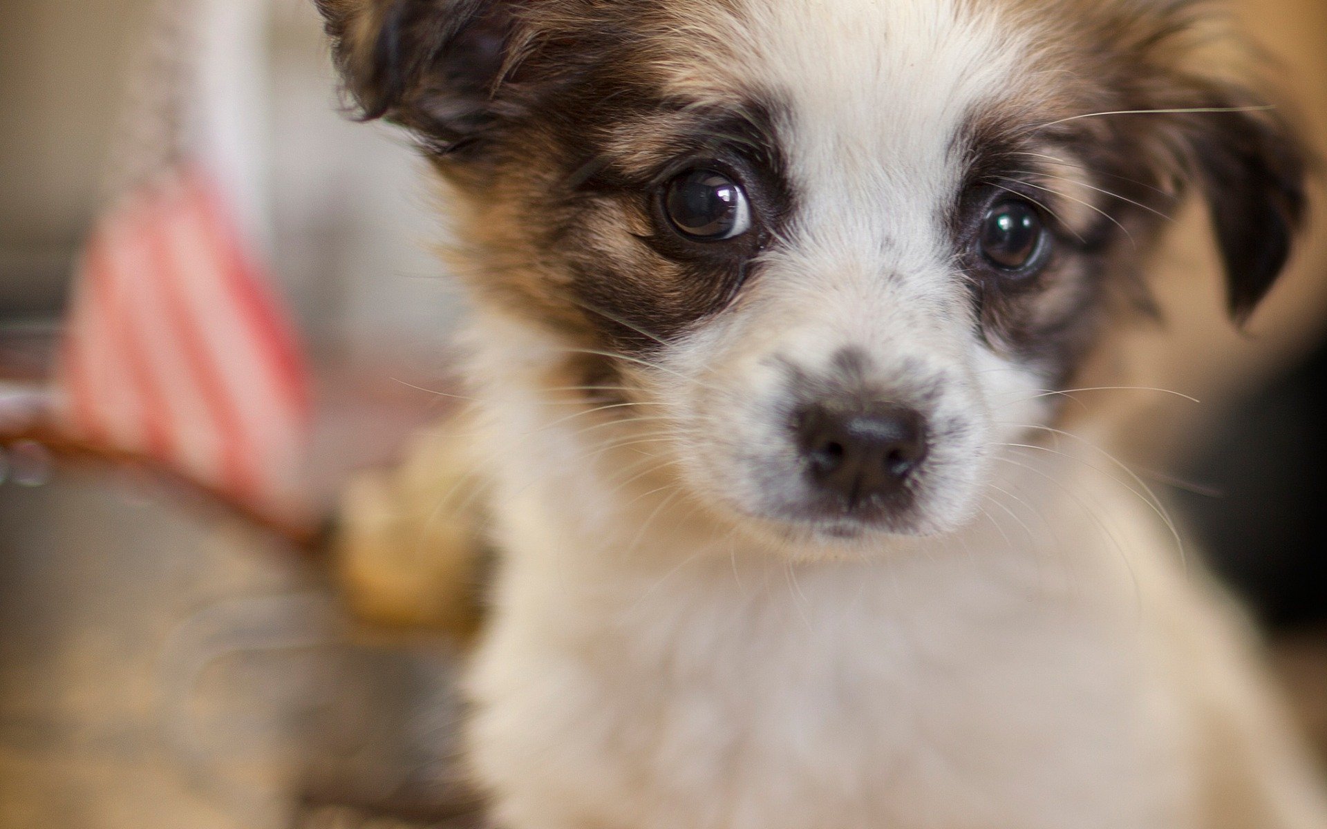Download Close-up Puppy Baby Animal Animal Dog HD Wallpaper