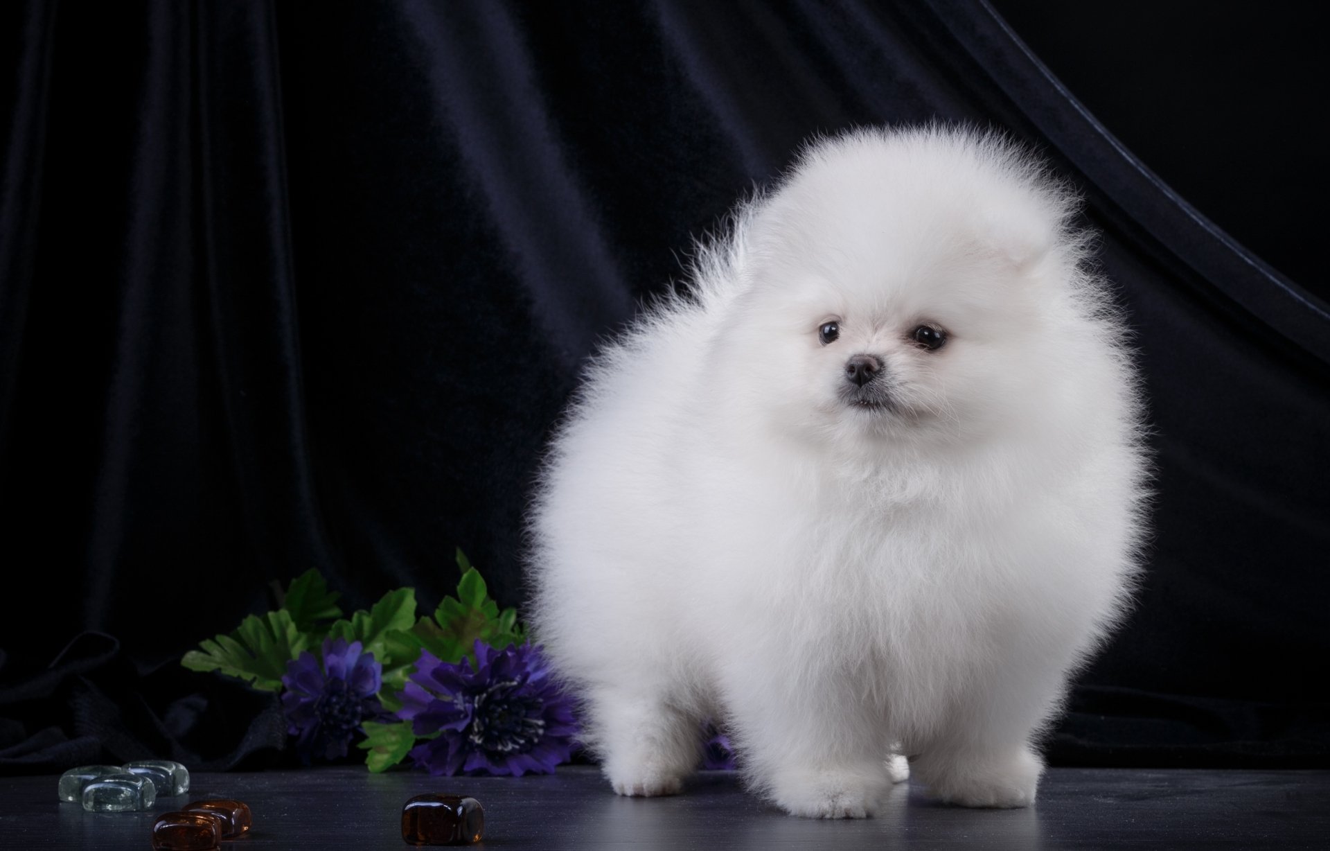 Download Dog Animal Spitz HD Wallpaper